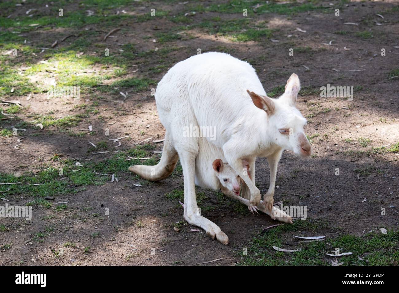 The albino wallaby has a white body with pink ears, nose, eyes and ...