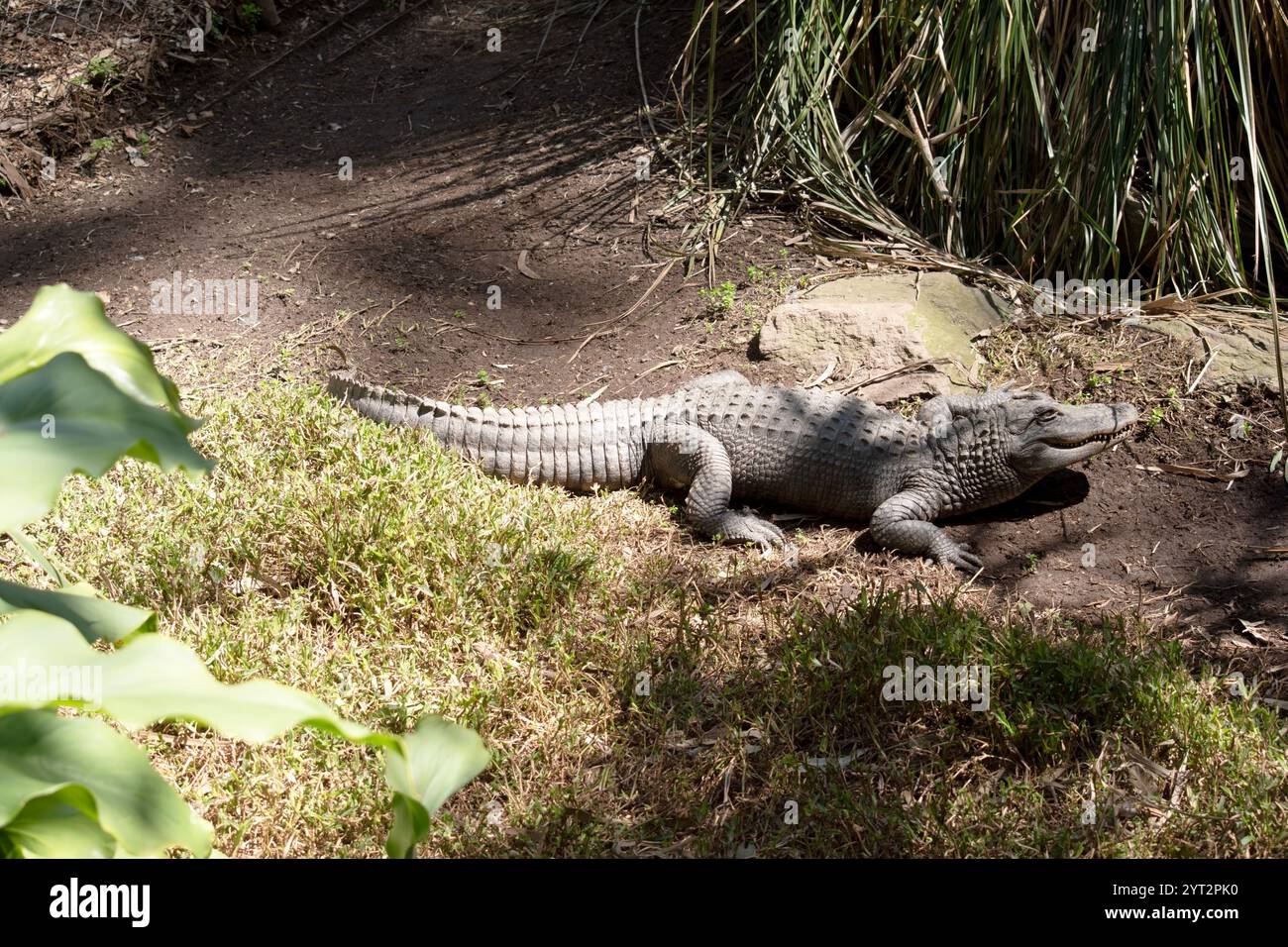 Alligators have a long, rounded snout that has upward facing nostrils ...