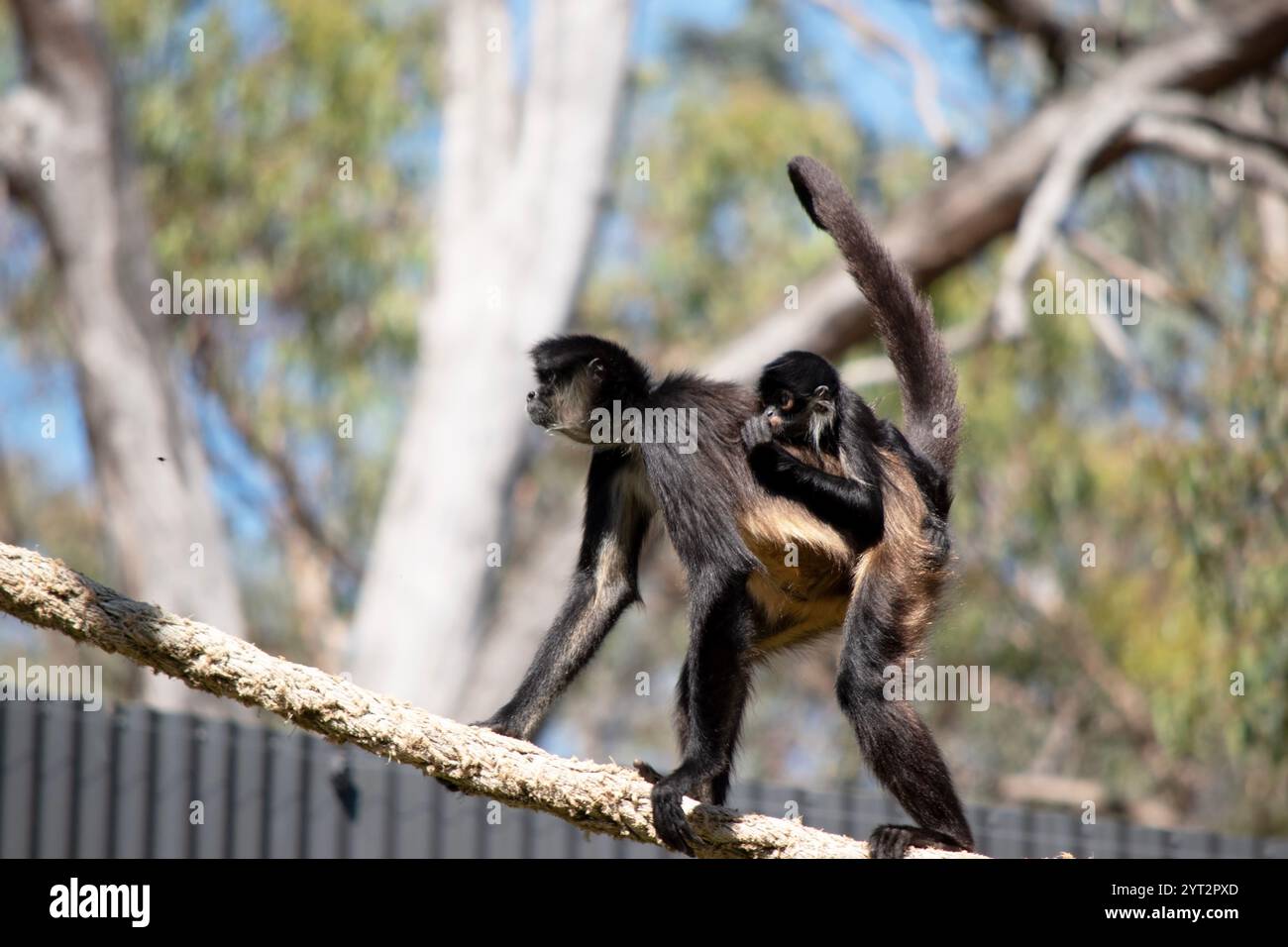 The black-handed spider monkey has black or brown fur with hook-like ...