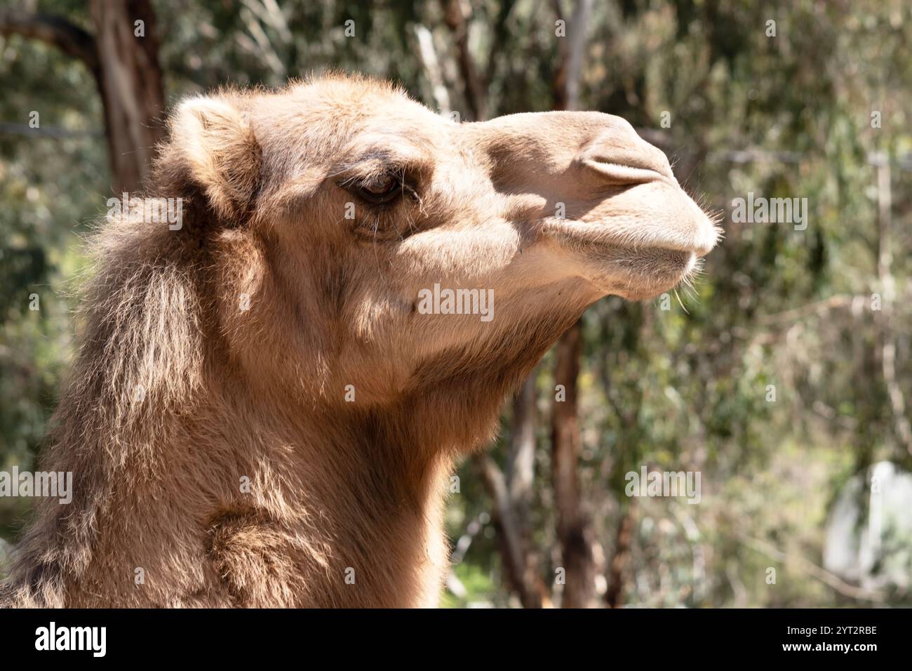 Camels are mammals with brown eyes, long lashes, a big-lipped snout and ...