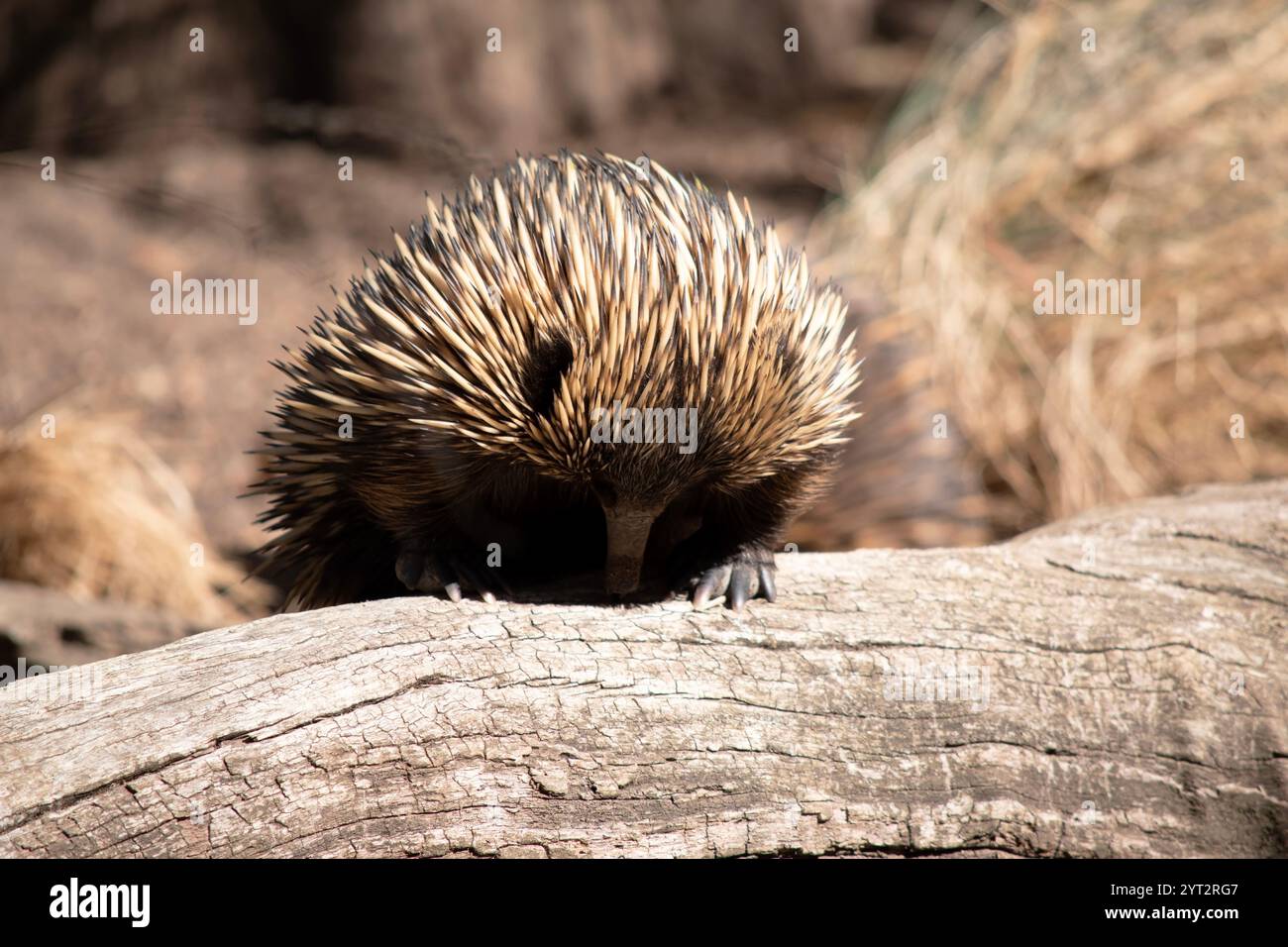 The short nosed echidna has strong-clawed feet and spines on the upper ...