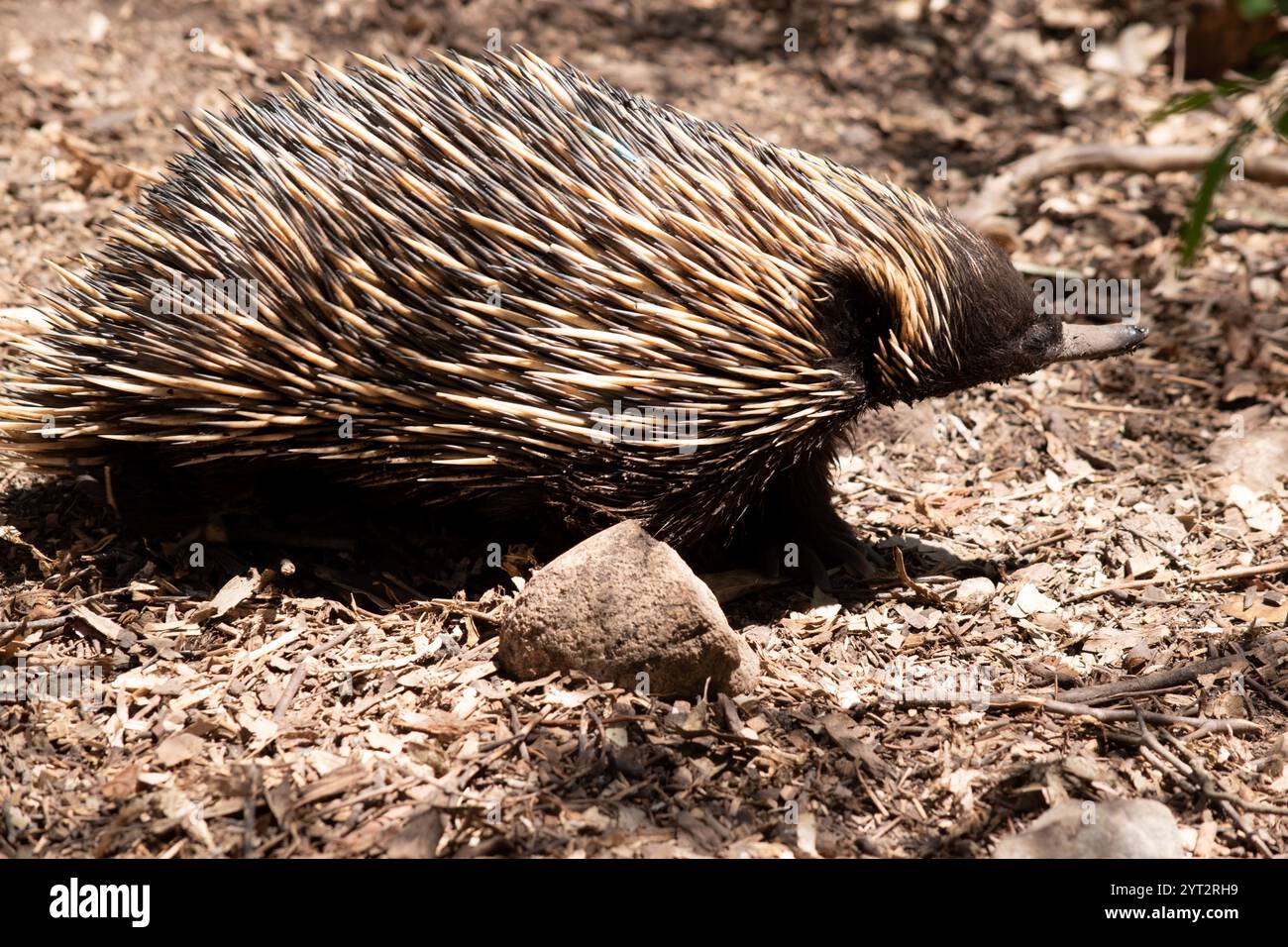 the short nosed echidna has strong-clawed feet and spines on the upper ...