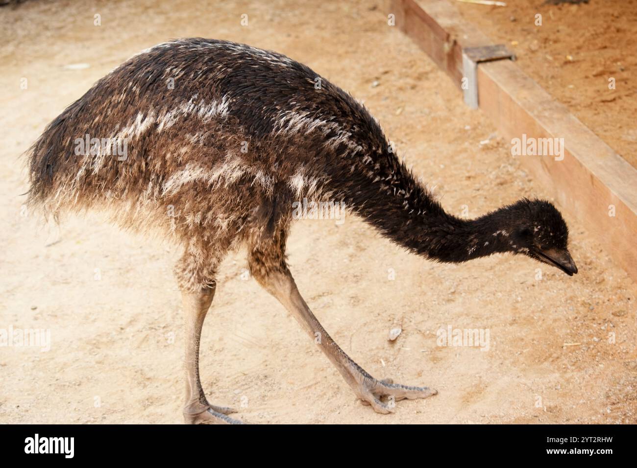 Emu chicks are grey with brown stripes, helping them camouflage from ...