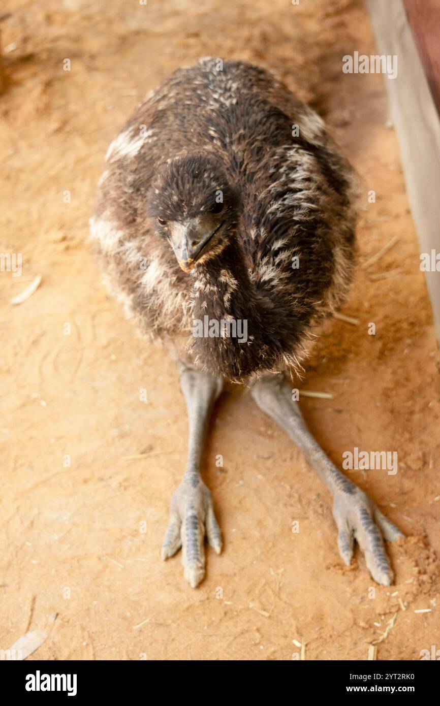 Emu chicks are grey with brown stripes, helping them camouflage from ...