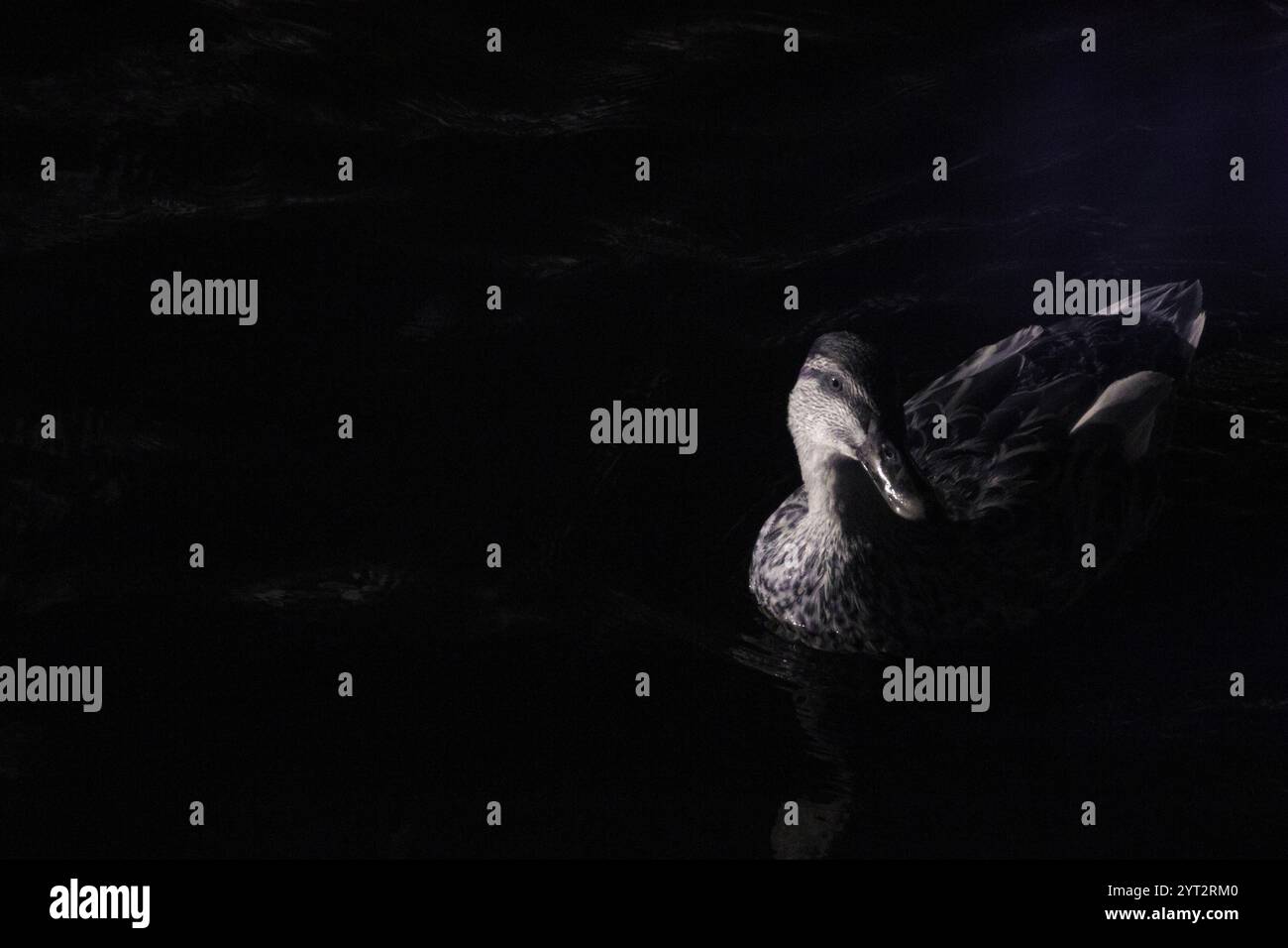 Artistic infrared photo of a female mallard duck with negative space ...