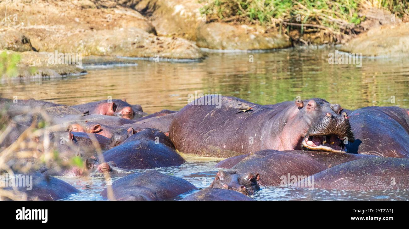 Telephoto of a hippopotamus, Hippopotamus amphibius, floating partially ...