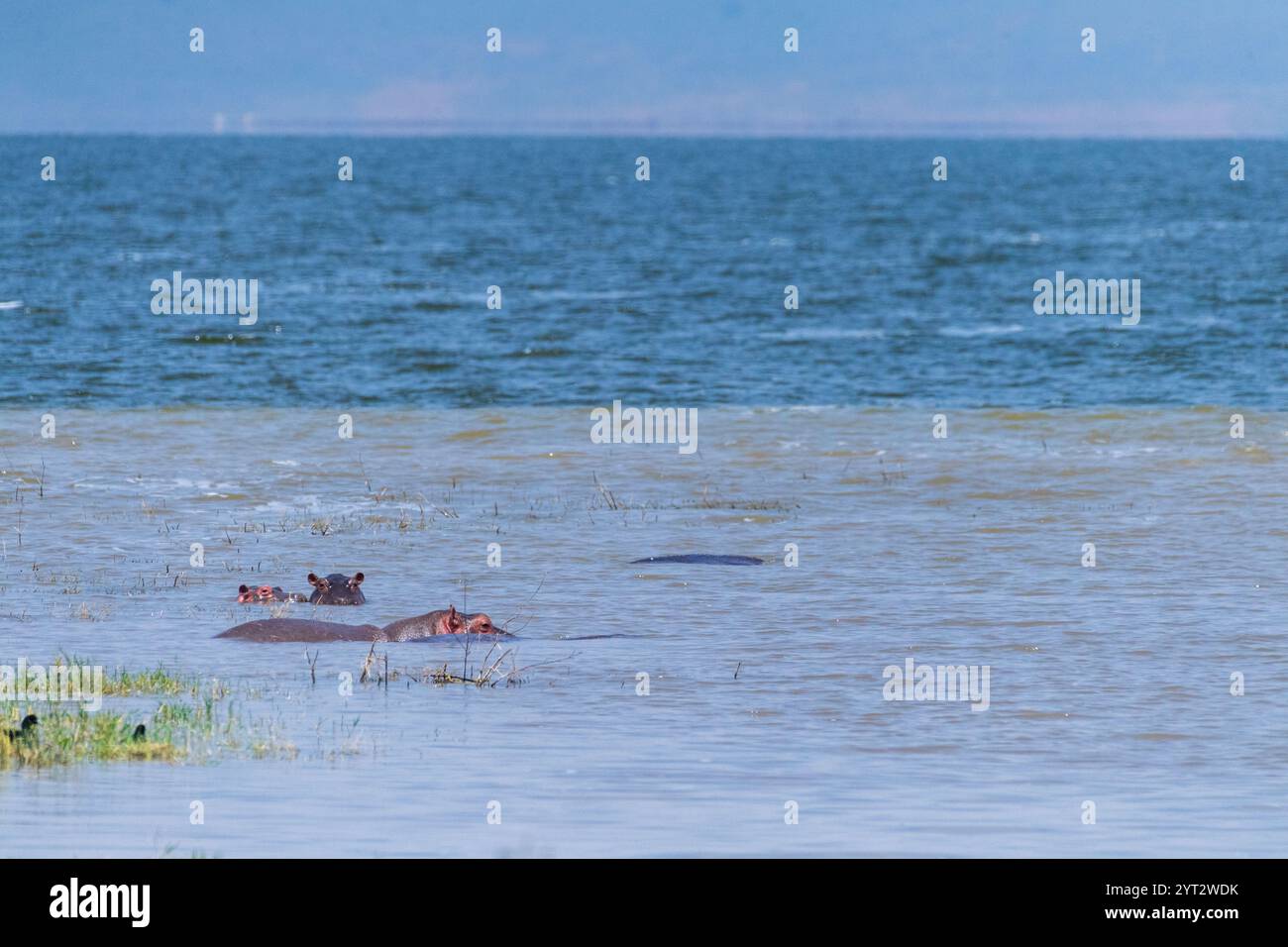 Telephoto of a group of hippopotami, Hippopotamus amphibius, resting ...