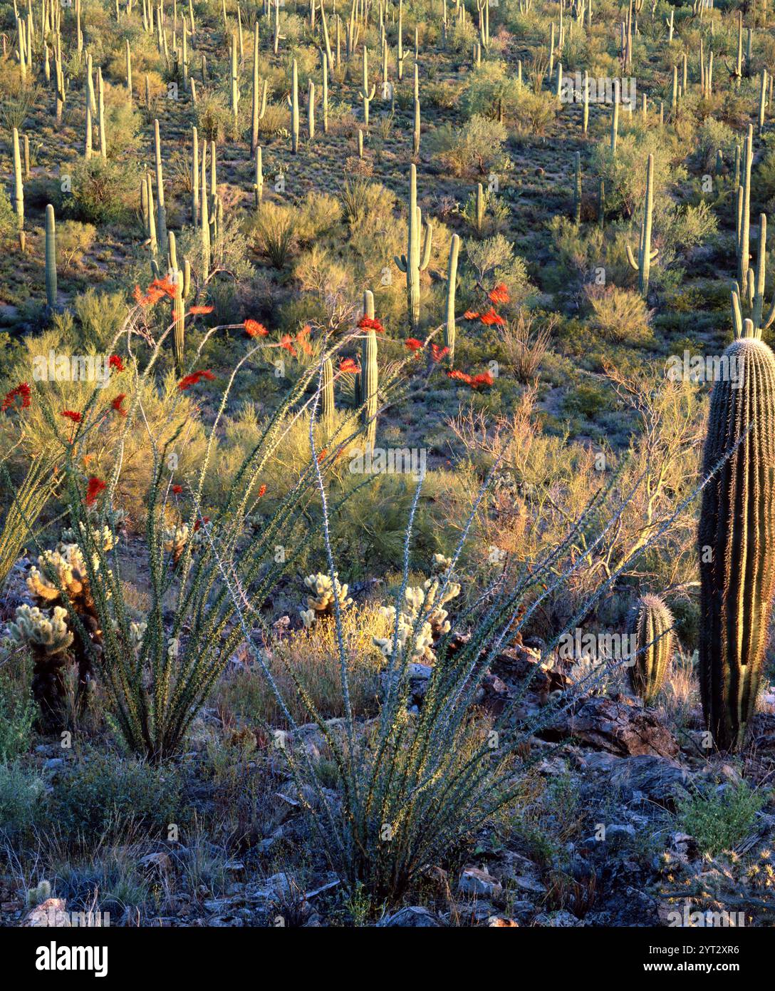 A lush spring brings the desert to life at Saguaro National Park ...