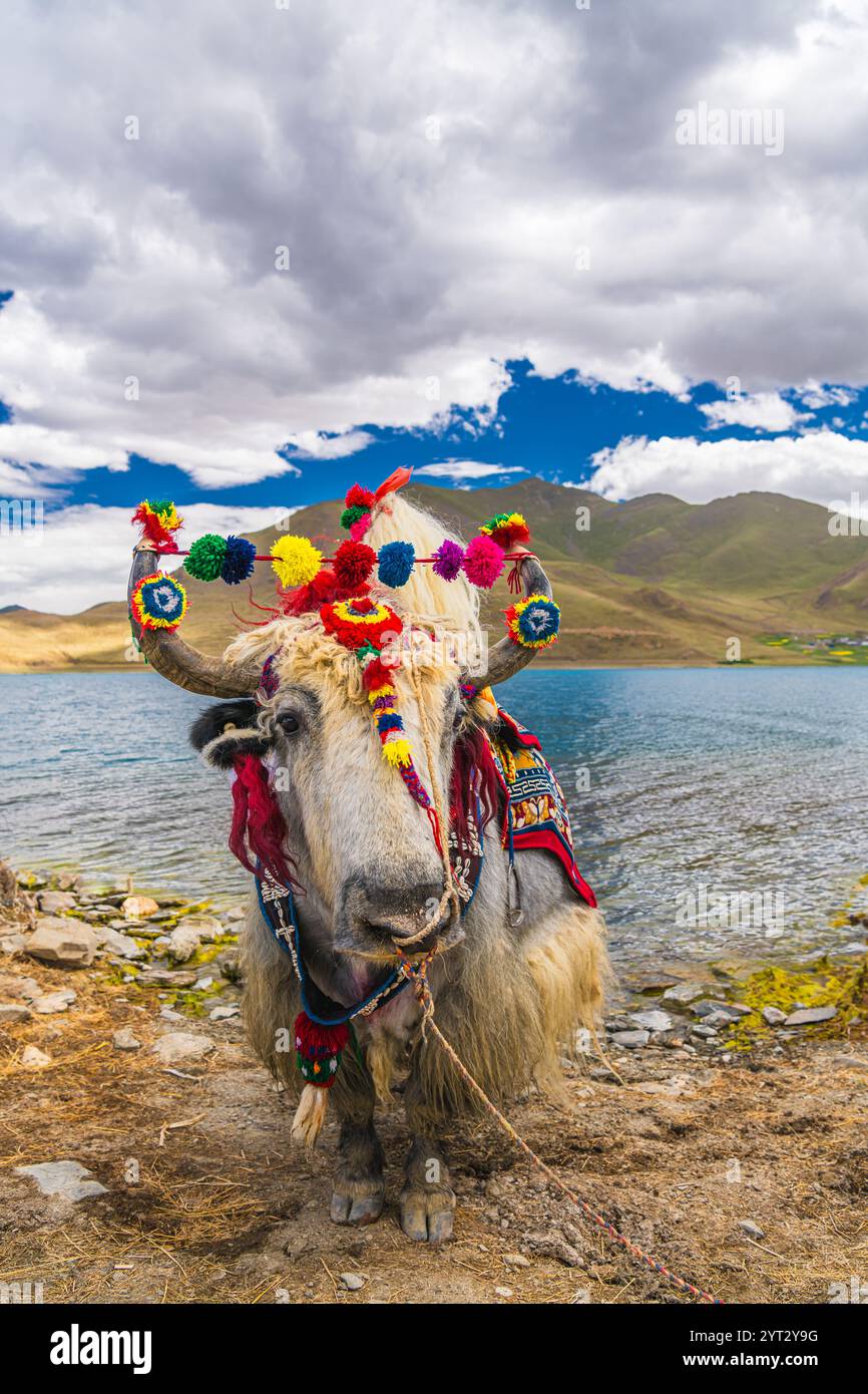 Decorated white Tibetan yak at the Yamdrok lake in Tibet, China. Blue sky with copy space Stock ...