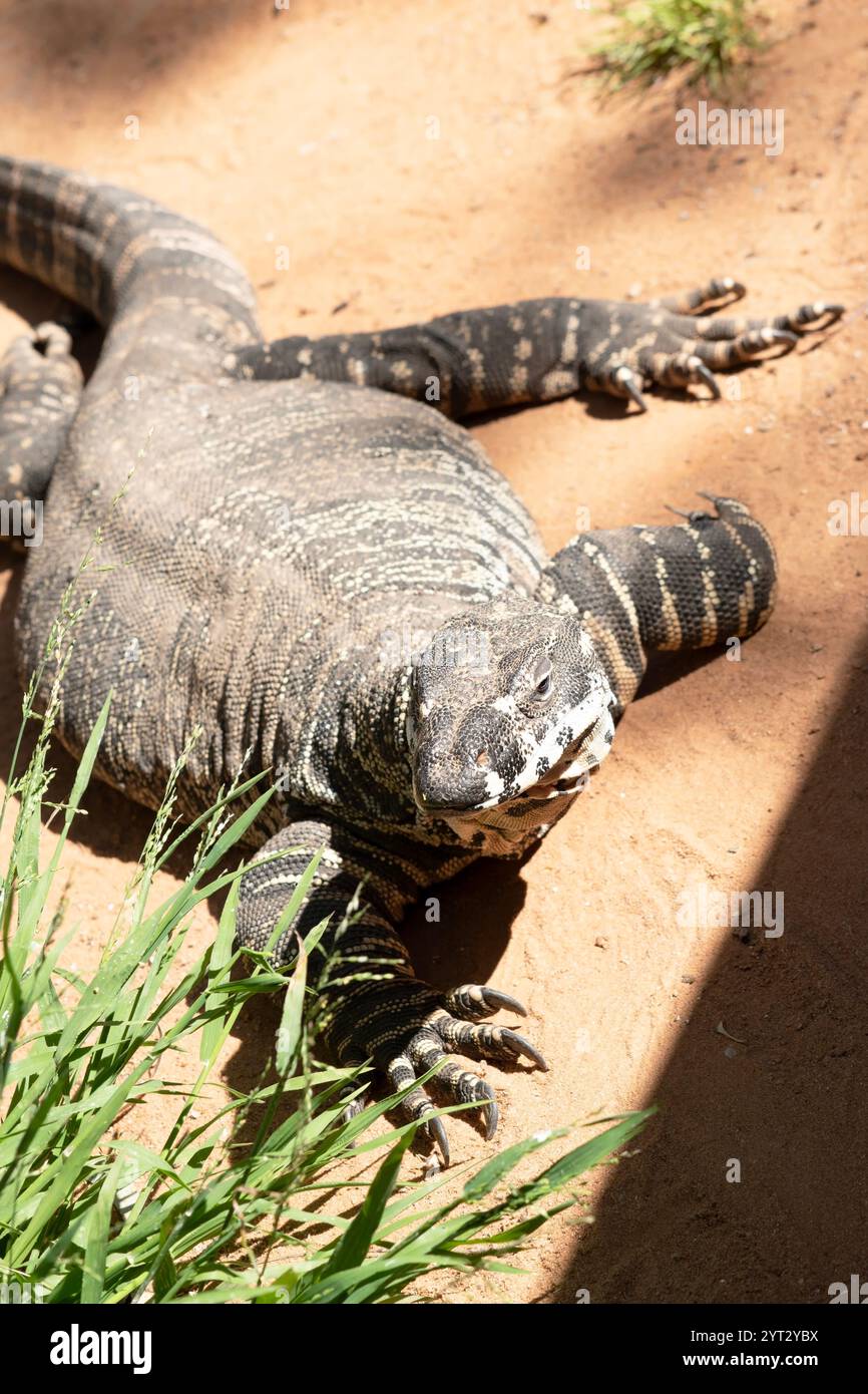 The lace lizard has a dark steel grey above with pale yellow or cream ...