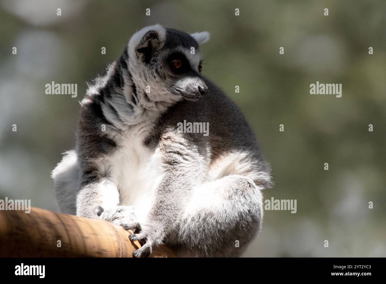 The Ring-tailed lemur backs is grey with grey limbs and dark grey heads ...