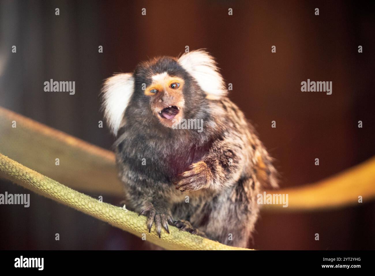 the marmoset is a small monkey with white hair out the side of its ears ...