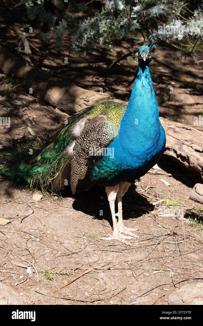 Peacocks are large, colorful blue pheasants known for their iridescent ...