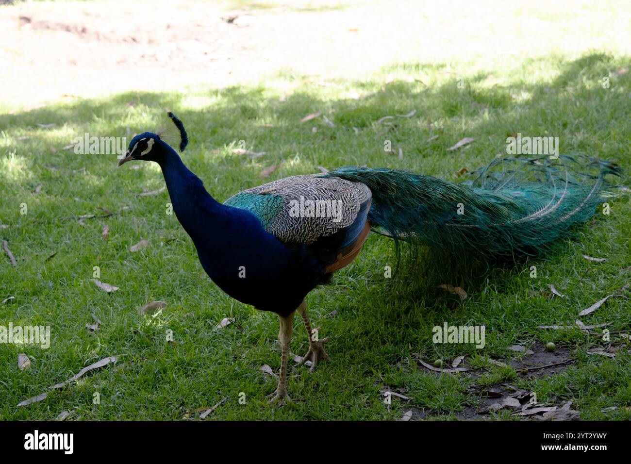 Peacocks are large, colorful blue pheasants known for their iridescent ...