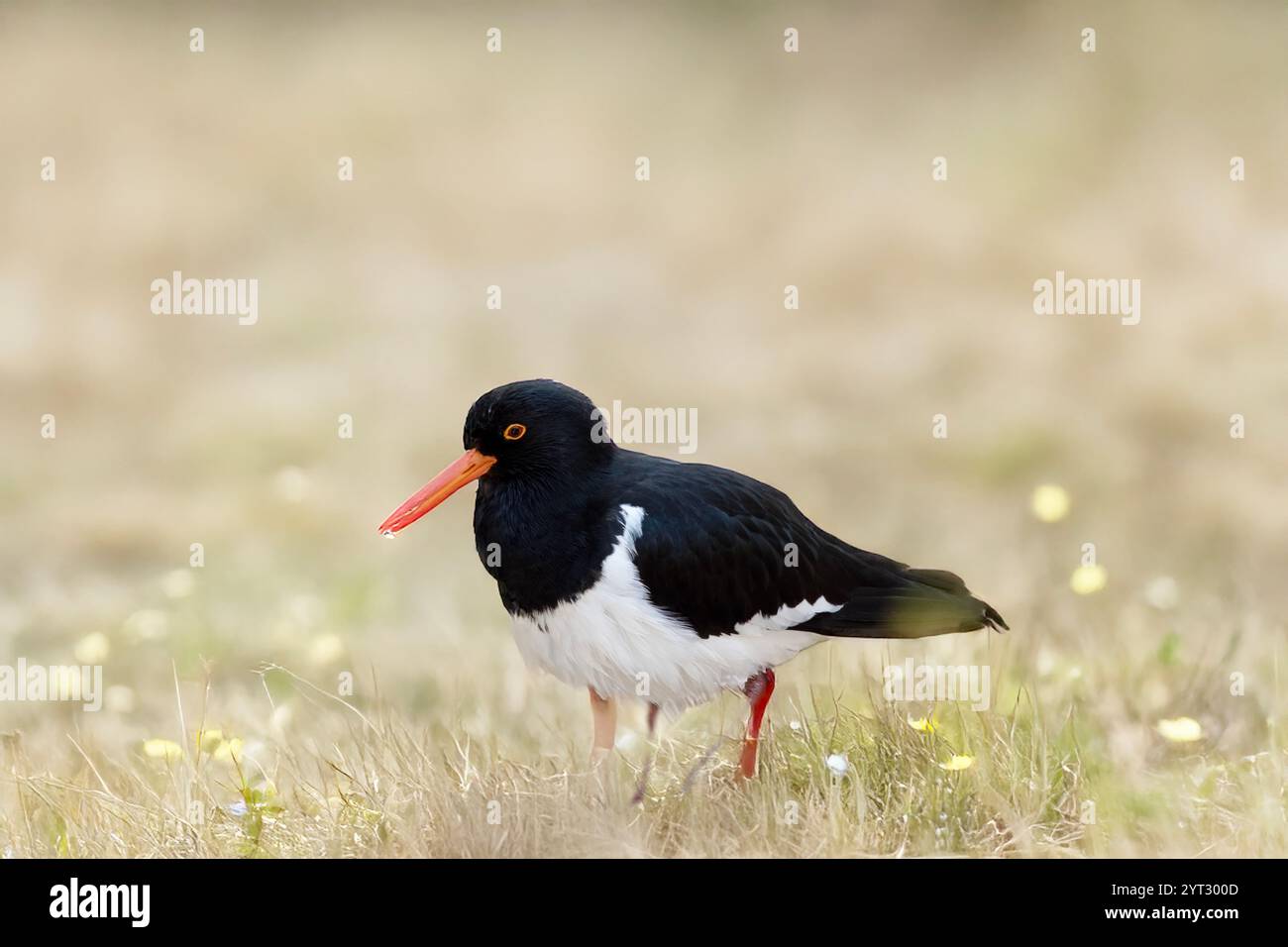 Pied eye hi-res stock photography and images - Alamy