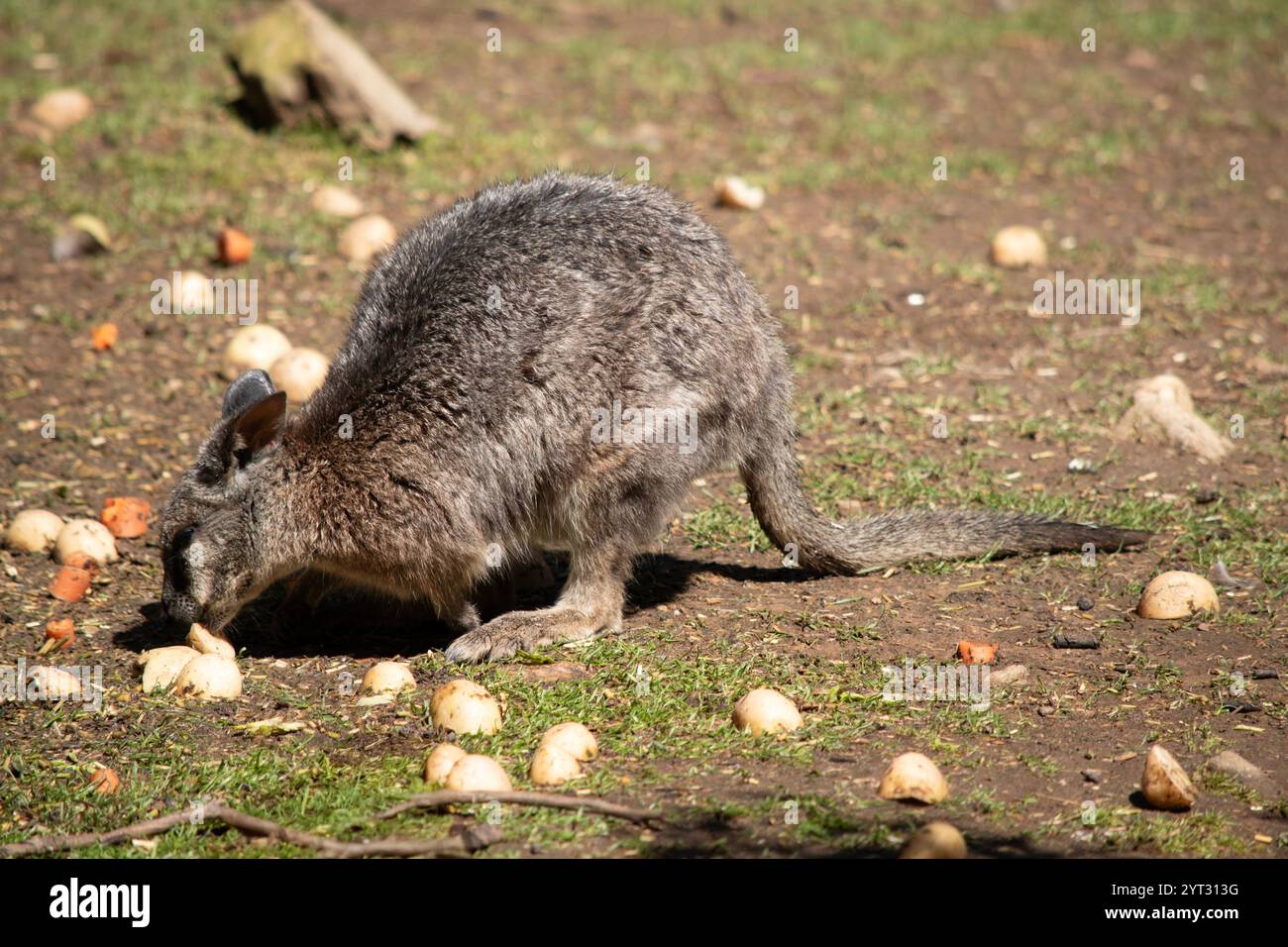 The red necked wallaby has mostly tawny grey fur, with a white chest ...