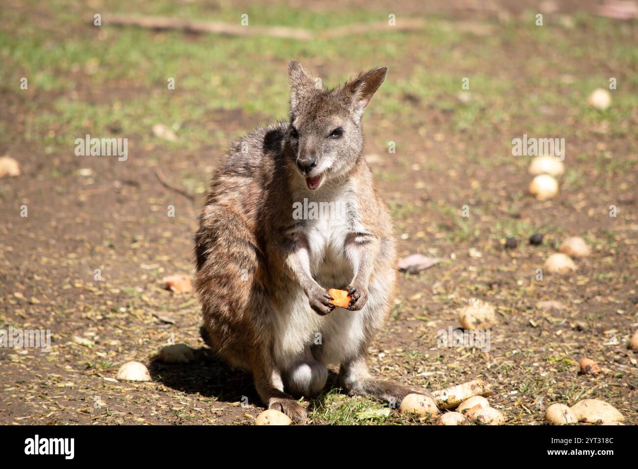 The red necked wallaby has mostly tawny grey fur, with a white chest ...