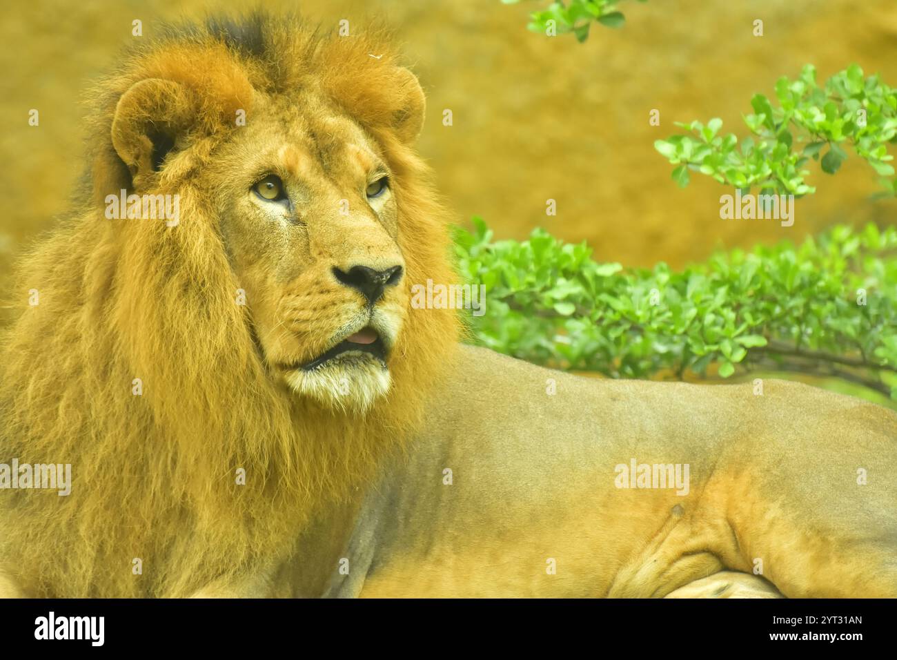 Male lion portrait, this is the biggest african cat Stock Photo - Alamy