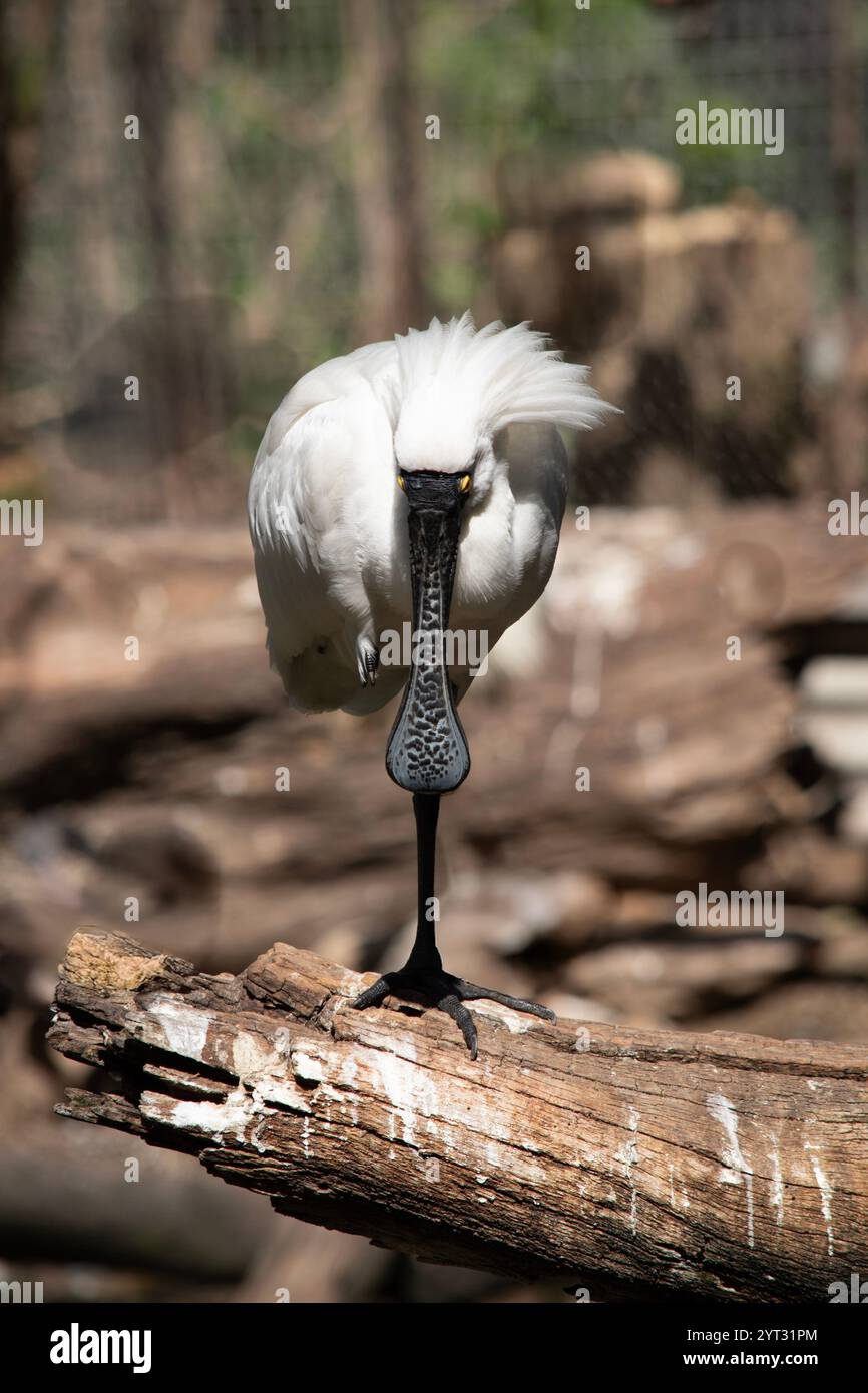 The royal spoonbill is a large white sea bird with a black bill that ...