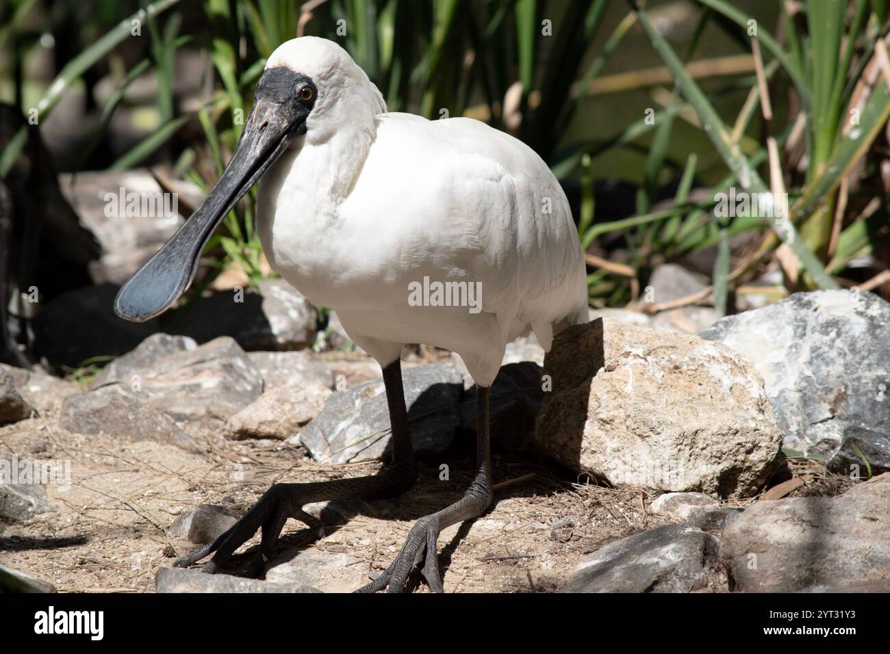 The royal spoonbill is a large white sea bird with a black bill that ...