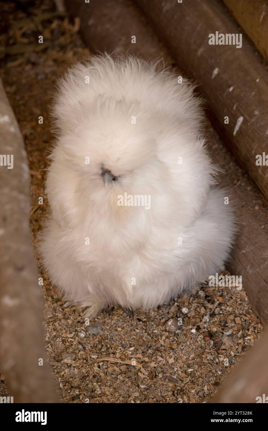 the silkie chicken has fluffy feathers Stock Photo - Alamy