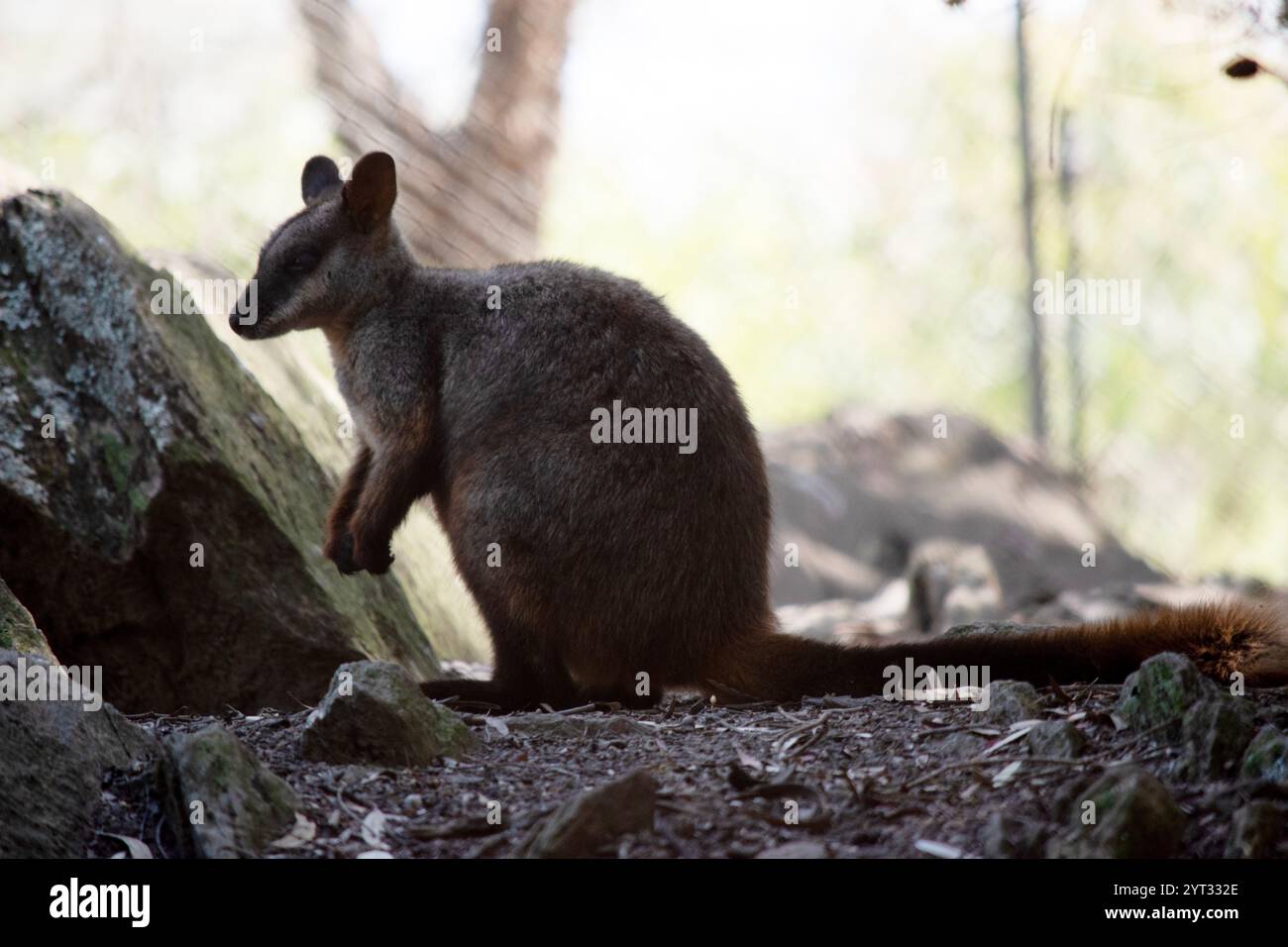 The southern Brush-tailed Rock-wallaby has a characteristic, long, dark ...