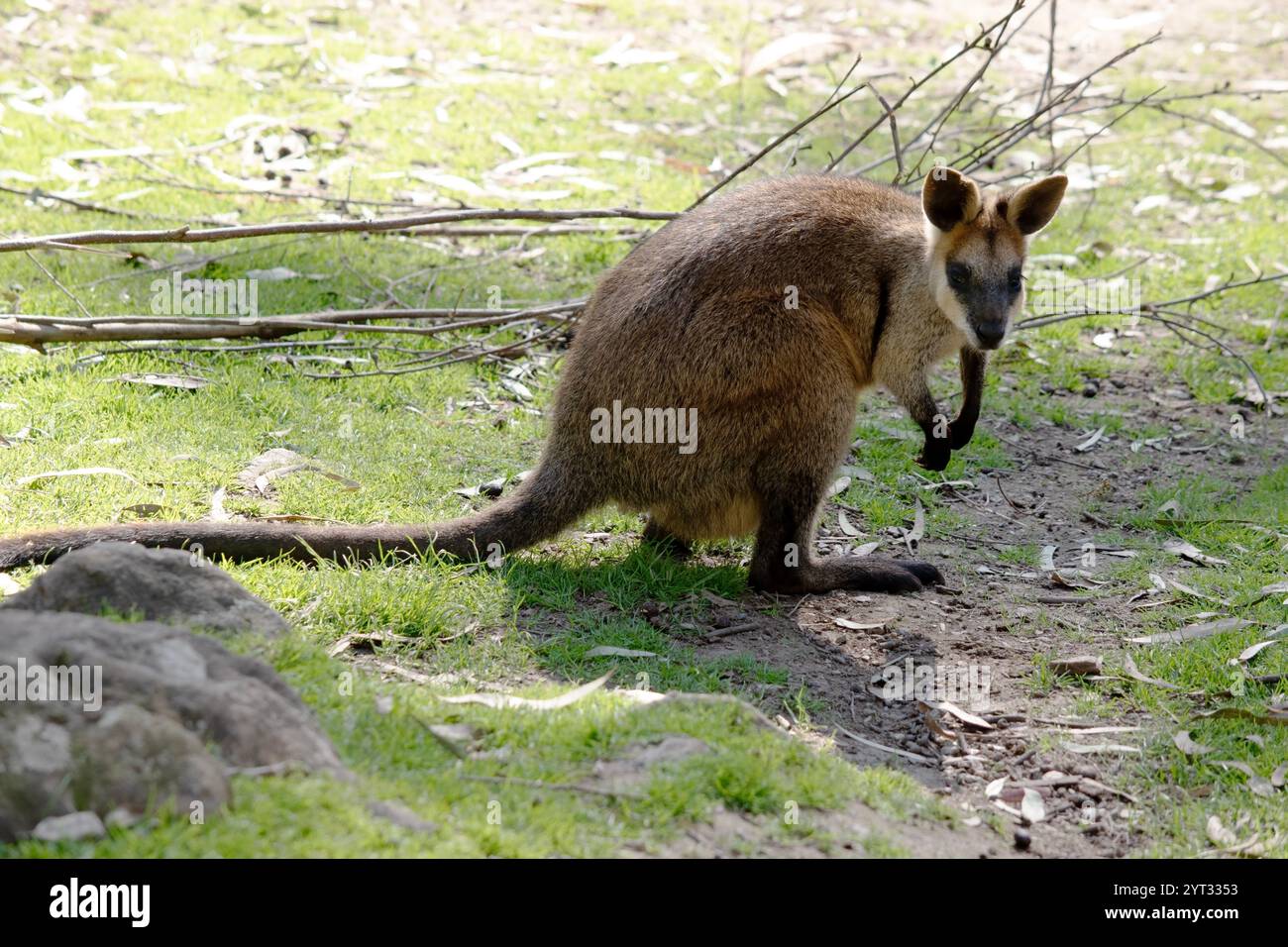 The swamp wallaby has dark brown fur, often with lighter rusty patches ...
