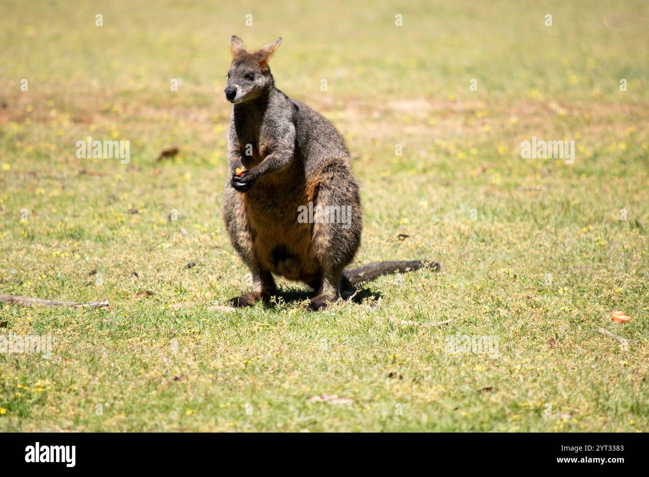 The swamp wallaby has dark brown fur, often with lighter rusty patches ...