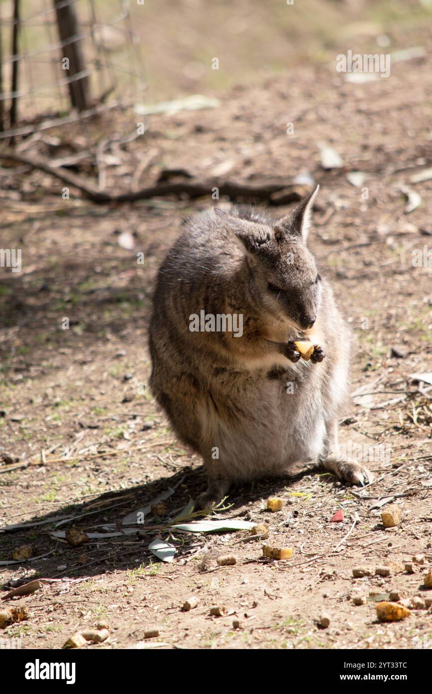 The tammar wallaby has dark greyish upperparts with a paler underside ...