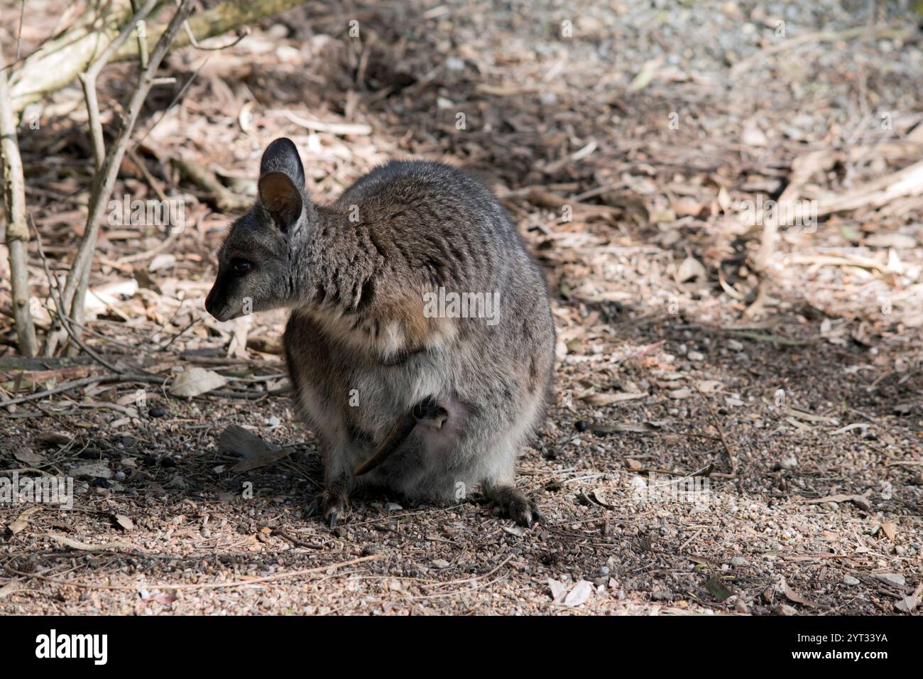 The tammar wallaby is a small grey wallaby with tan arms and white ...