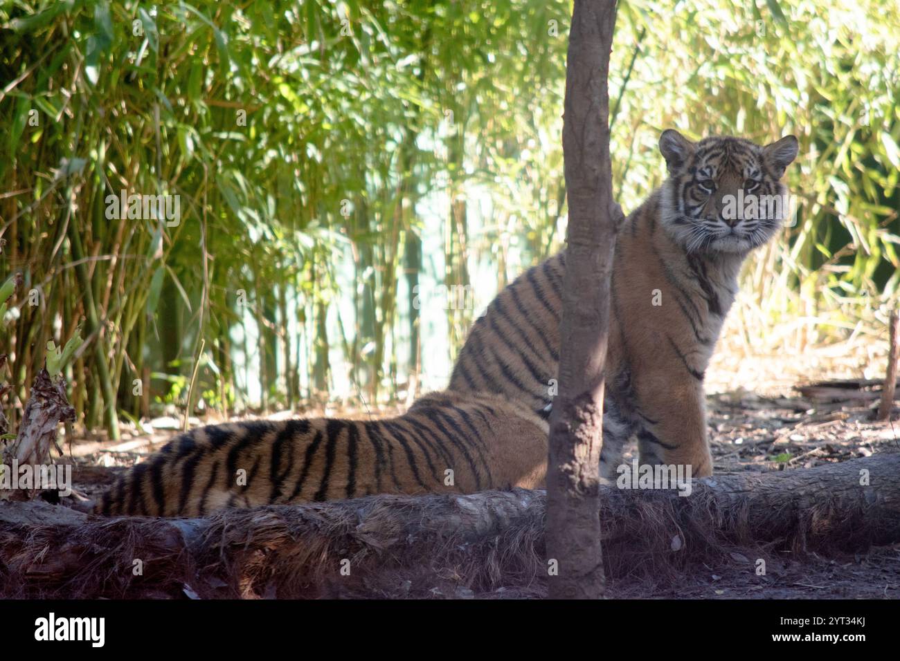Tiger cubs have a coat of golden fur with dark stripes, the tiger is ...