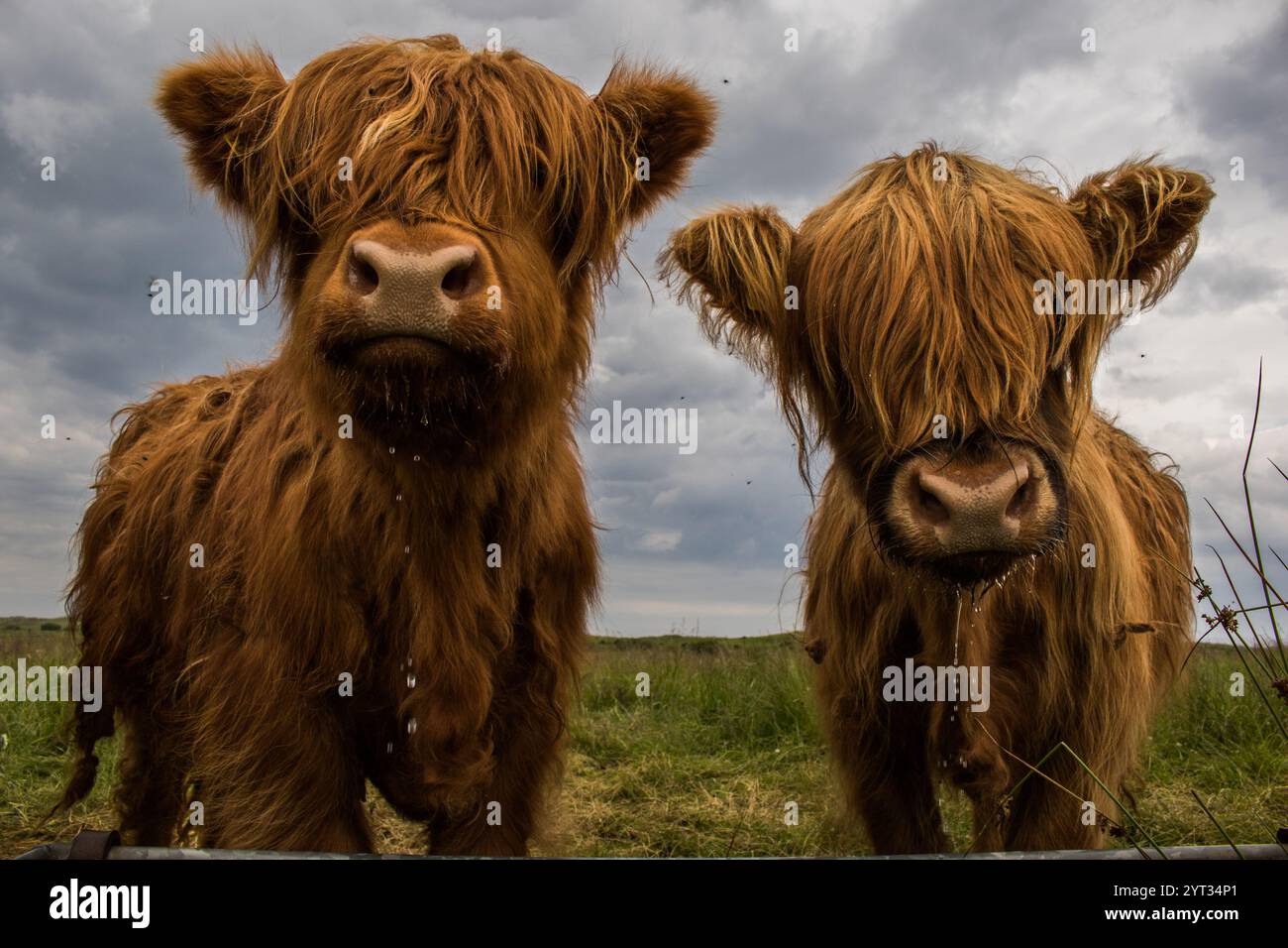 Two young highland cows with a fringe looking down at the camera Stock ...