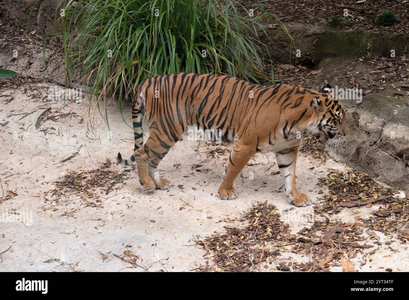 Tigers have a coat of reddish-orange fur with dark stripes, the tiger ...