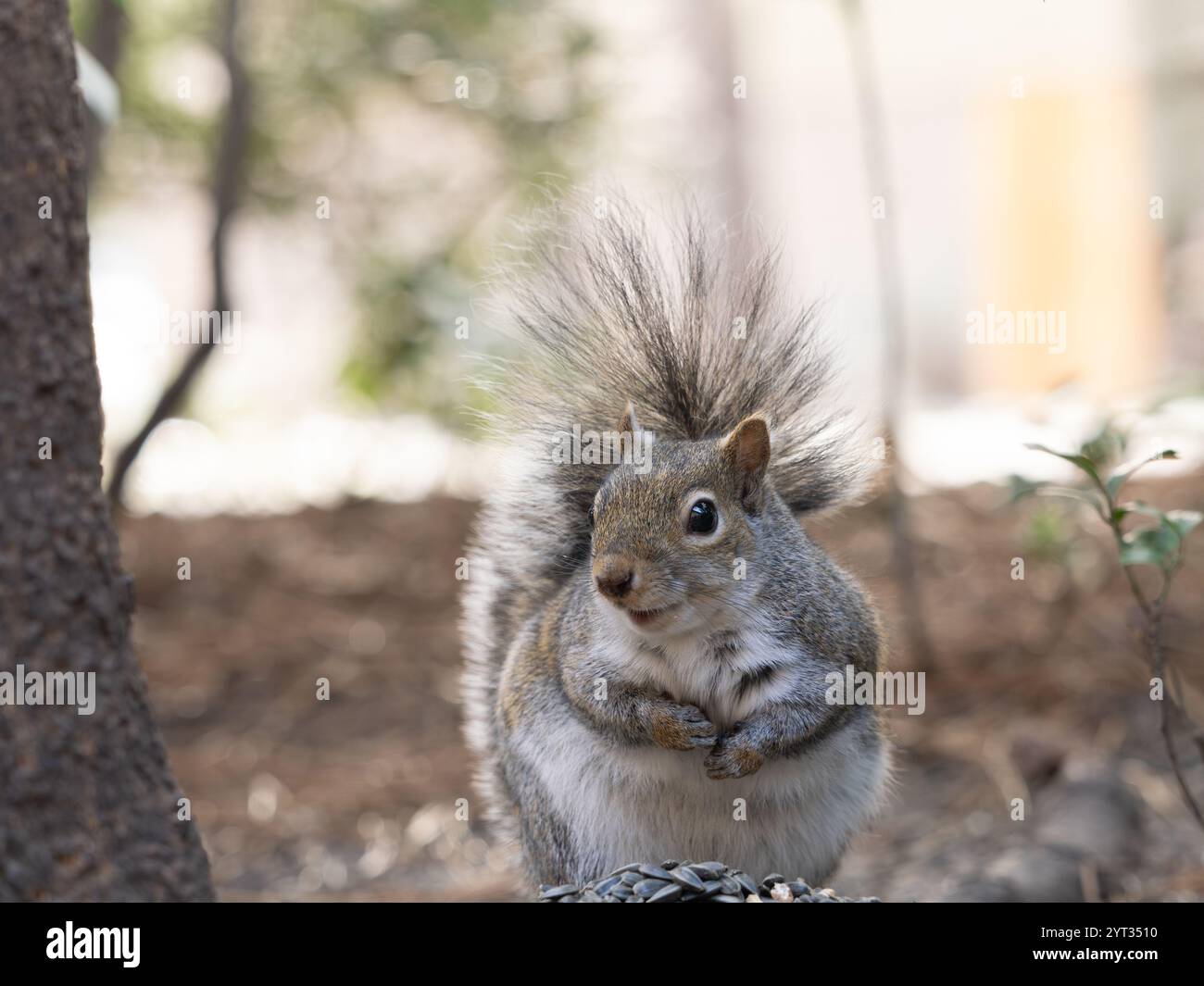 Extreme close up of an Eastern Gray Squirrel standing and facing the ...