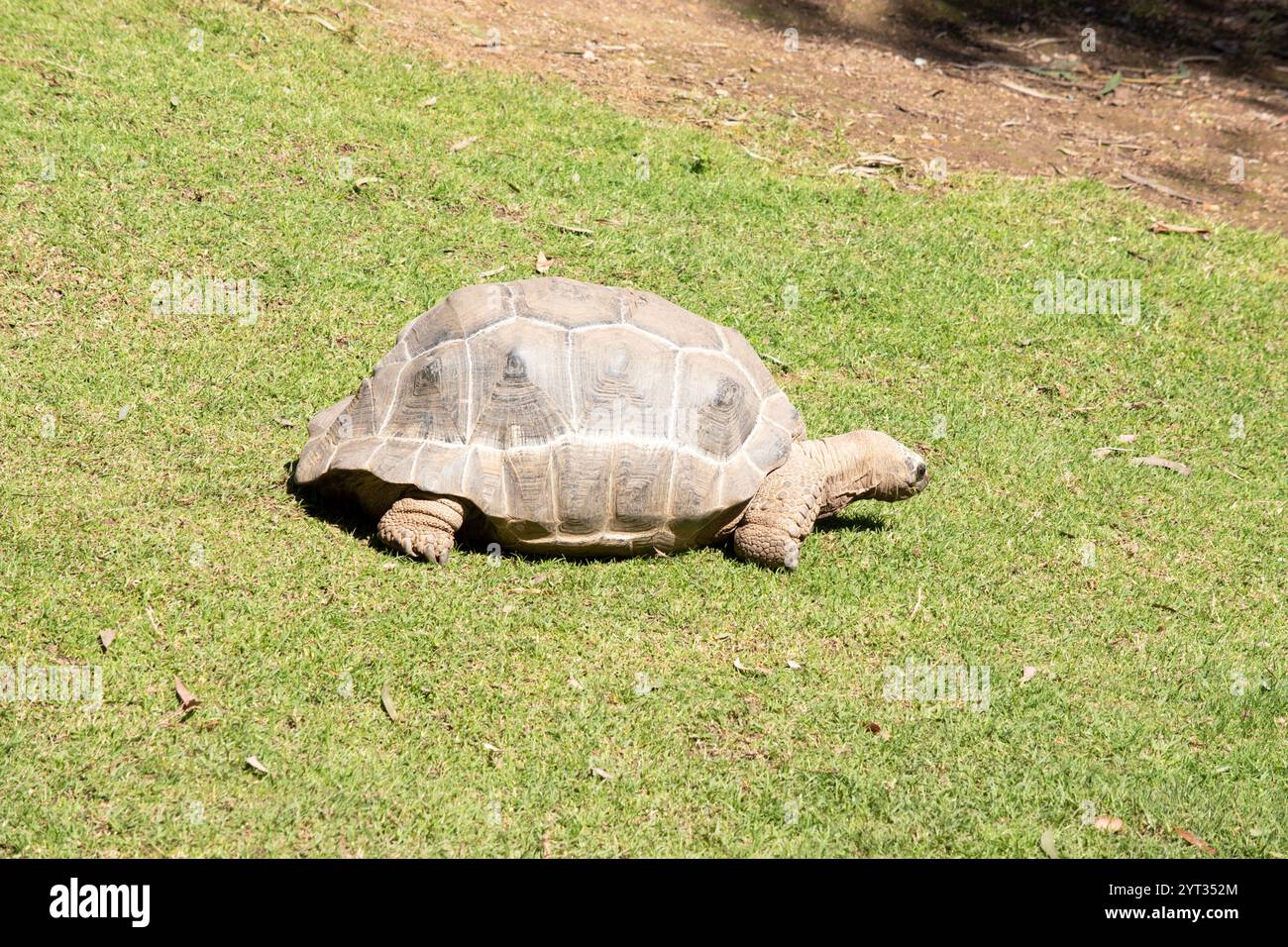 Aldabras Tortoises are one of the world's largest land tortoises Stock ...