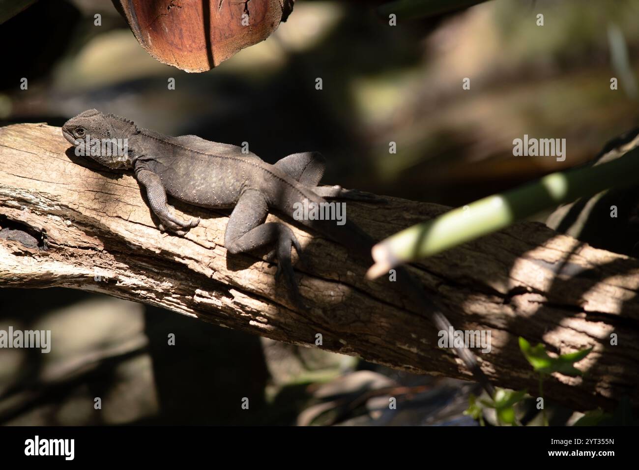 The Water Dragon can be identified by a distinctively deep angular head ...
