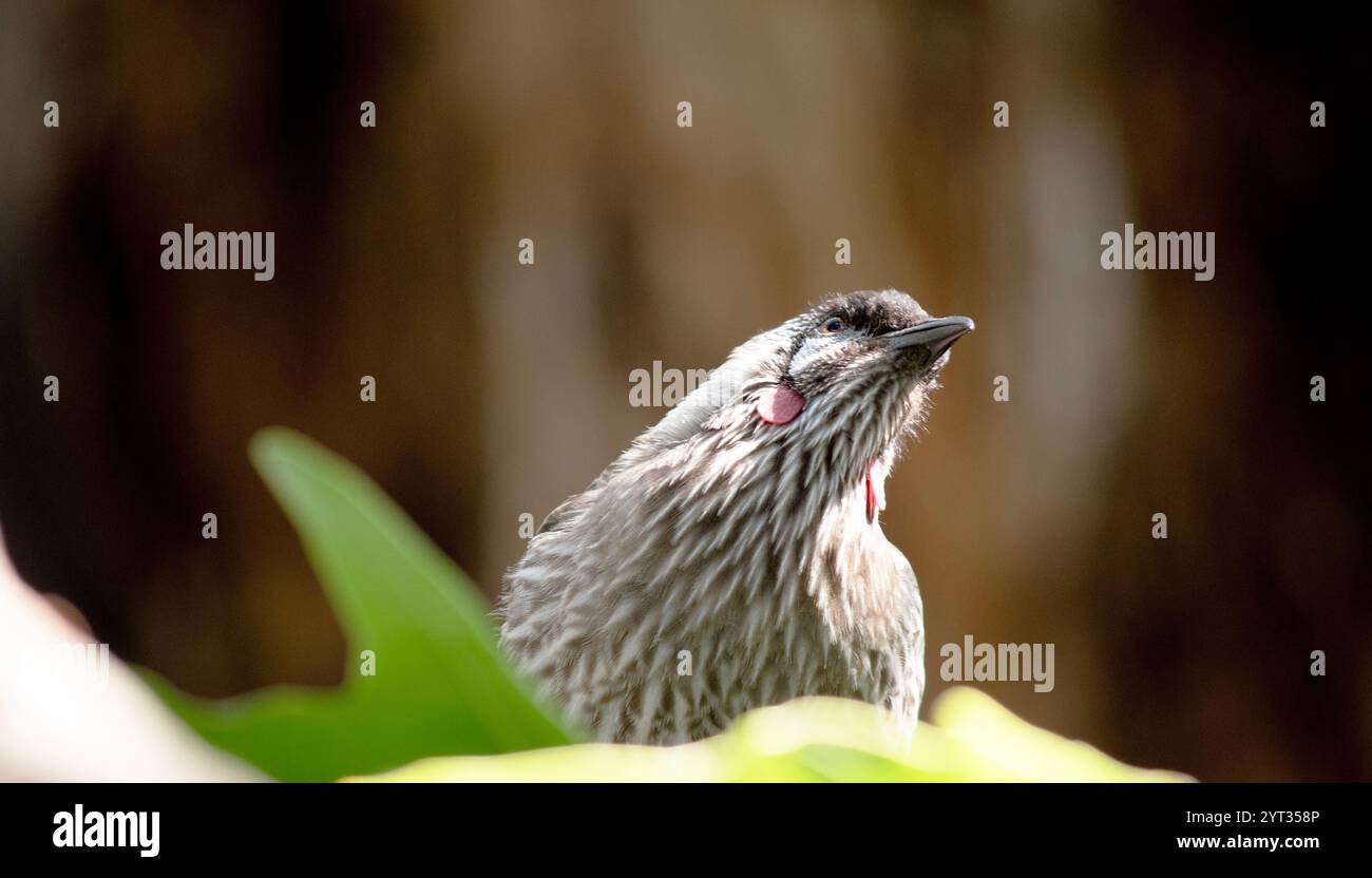 The Red Wattlebird is a large, noisy honeyeater. The common name refers ...