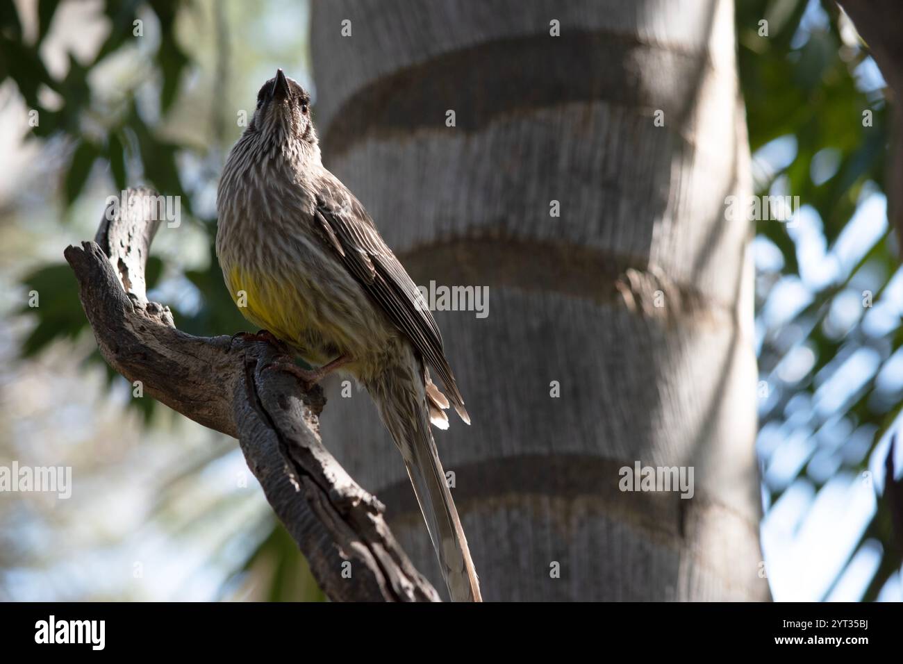 The Red Wattlebird is a large, noisy honeyeater. The common name refers ...