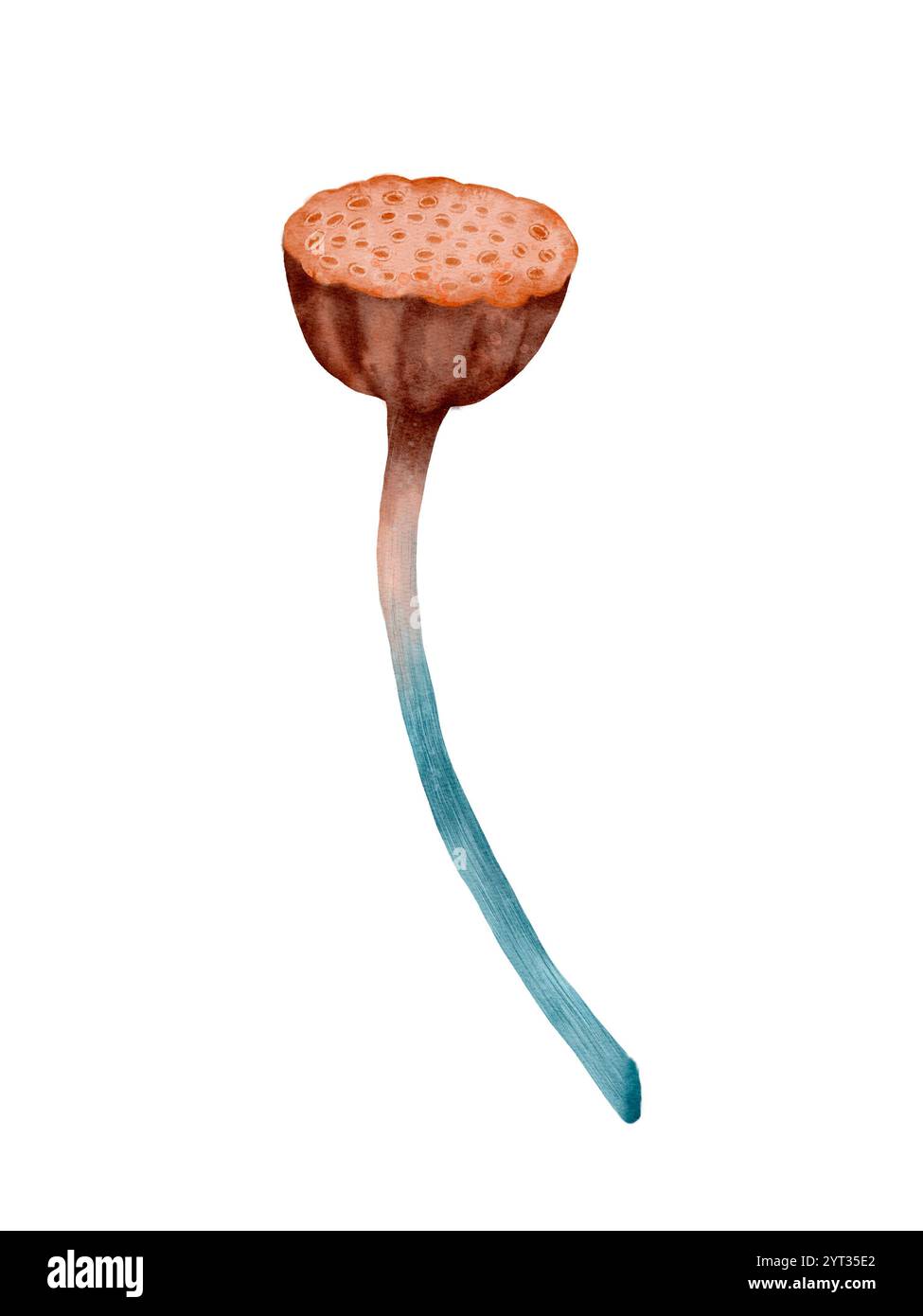 An artistic and visually captivating depiction of a water lily seed pod ...