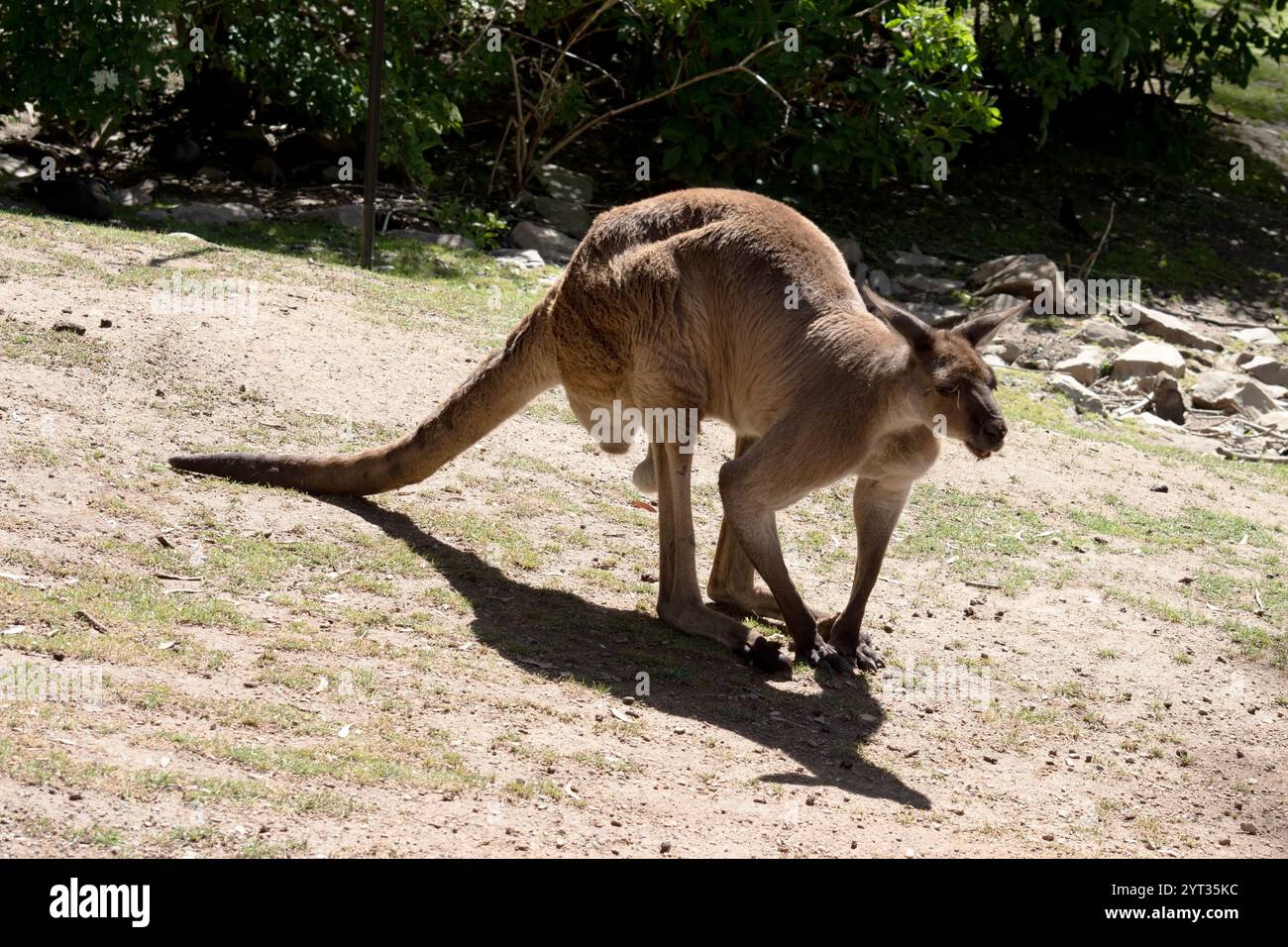 Western grey are large, muscular animals. they are grayish-brown to ...