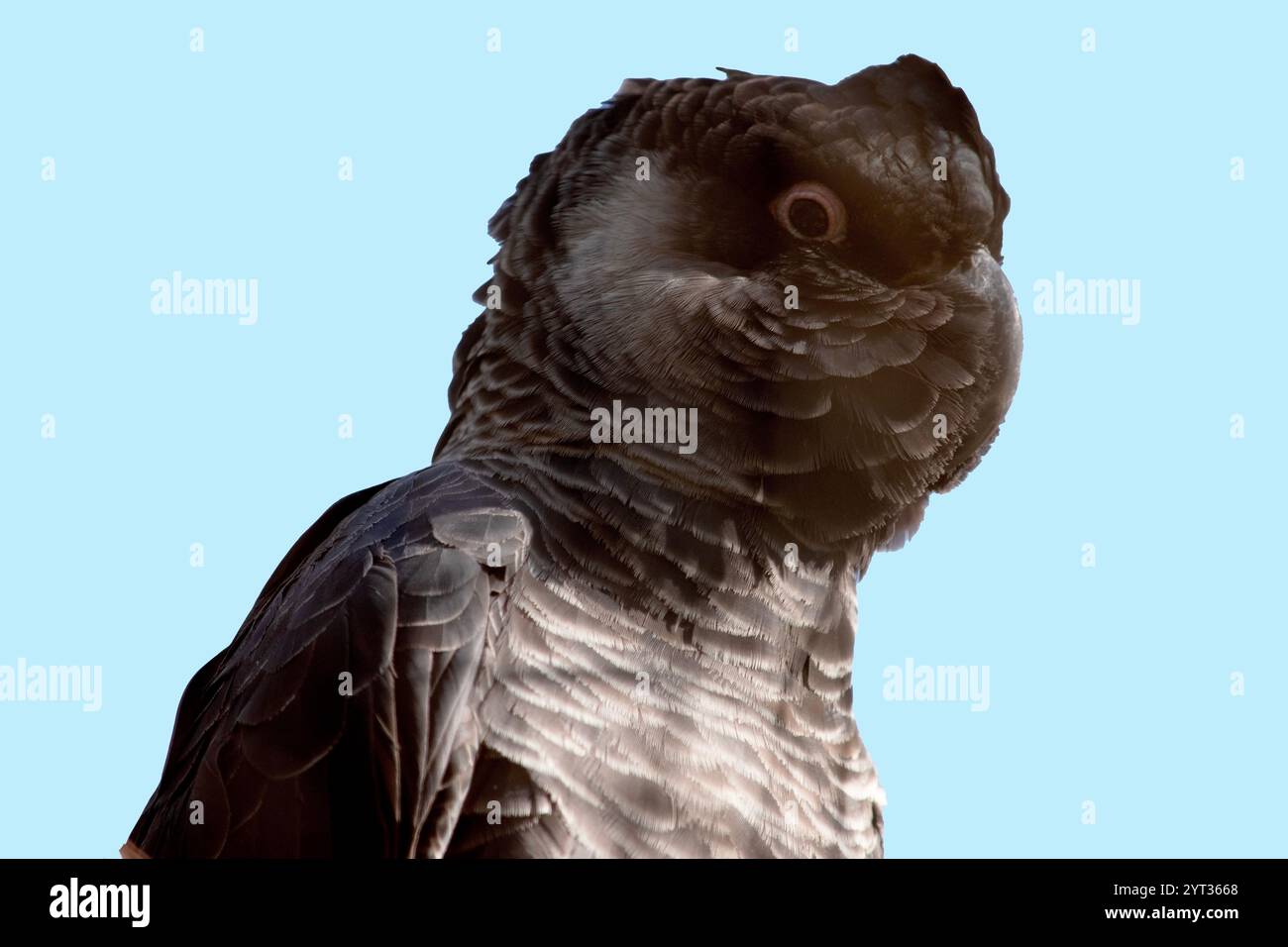 The white tailed cockatoo is a black bird with white edging around its ...