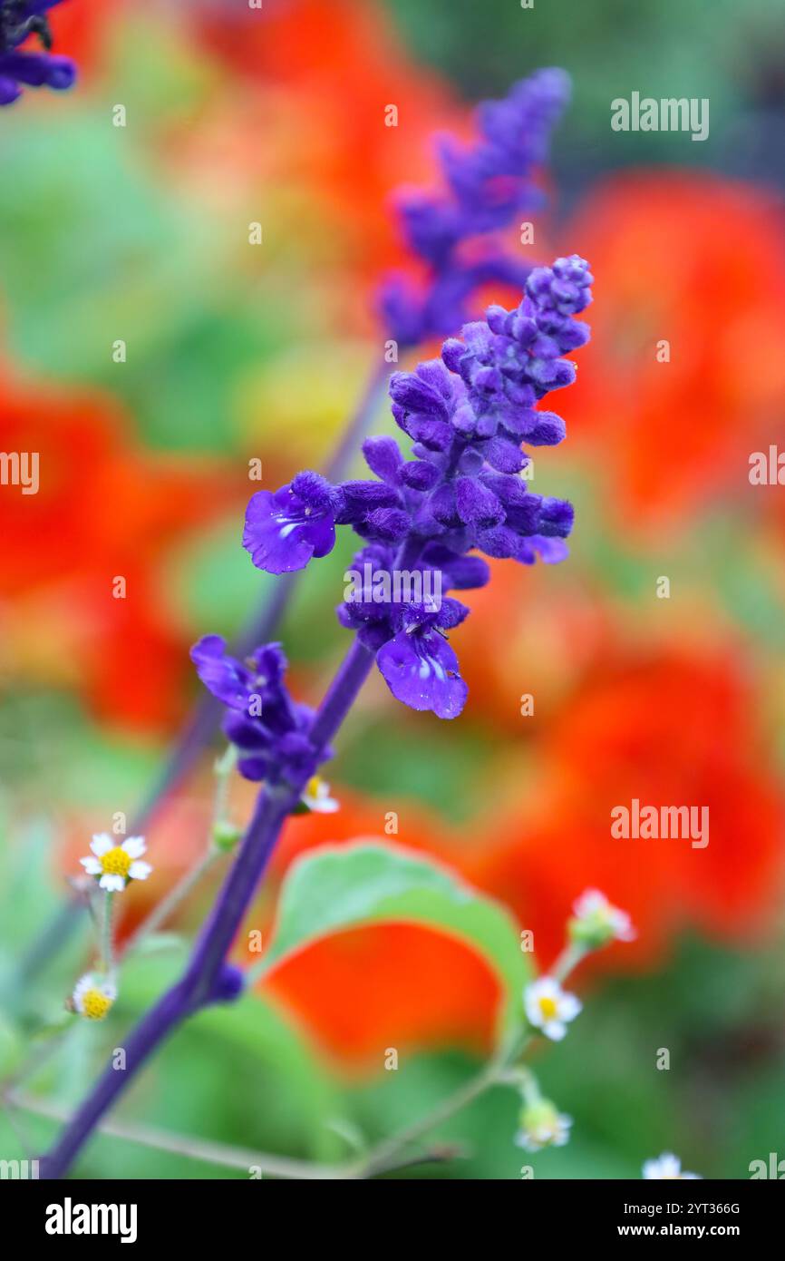 Salvia farinacea evolution hi-res stock photography and images - Alamy