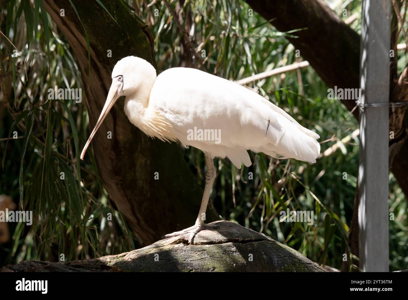 The yellow spoonbill is a large white sea bird with a cream bill that ...