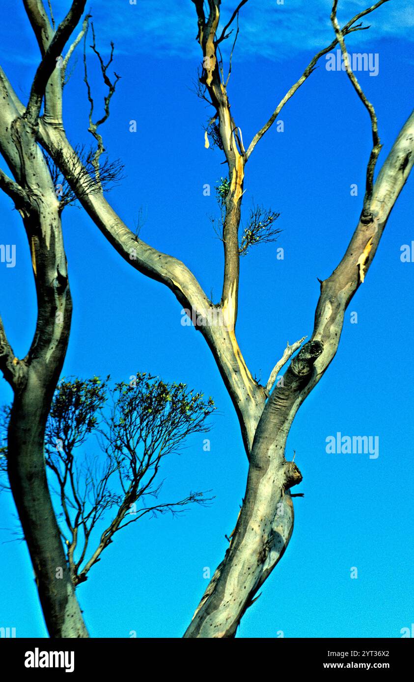 Powder-Barked Wandoo Tree, against blue sky, Eucalyptus accedens ...