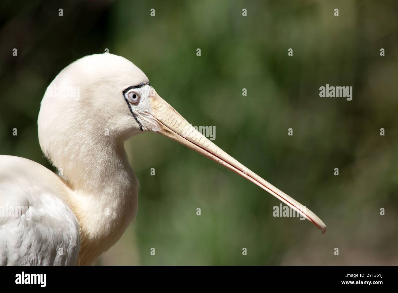 The yellow spoonbill is a large white sea bird with a cream bill that ...