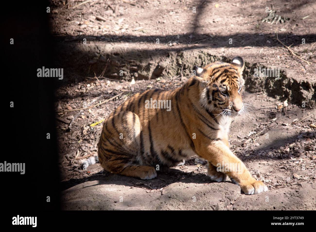 Young tigers have all their stripes and markings. They are learning to ...