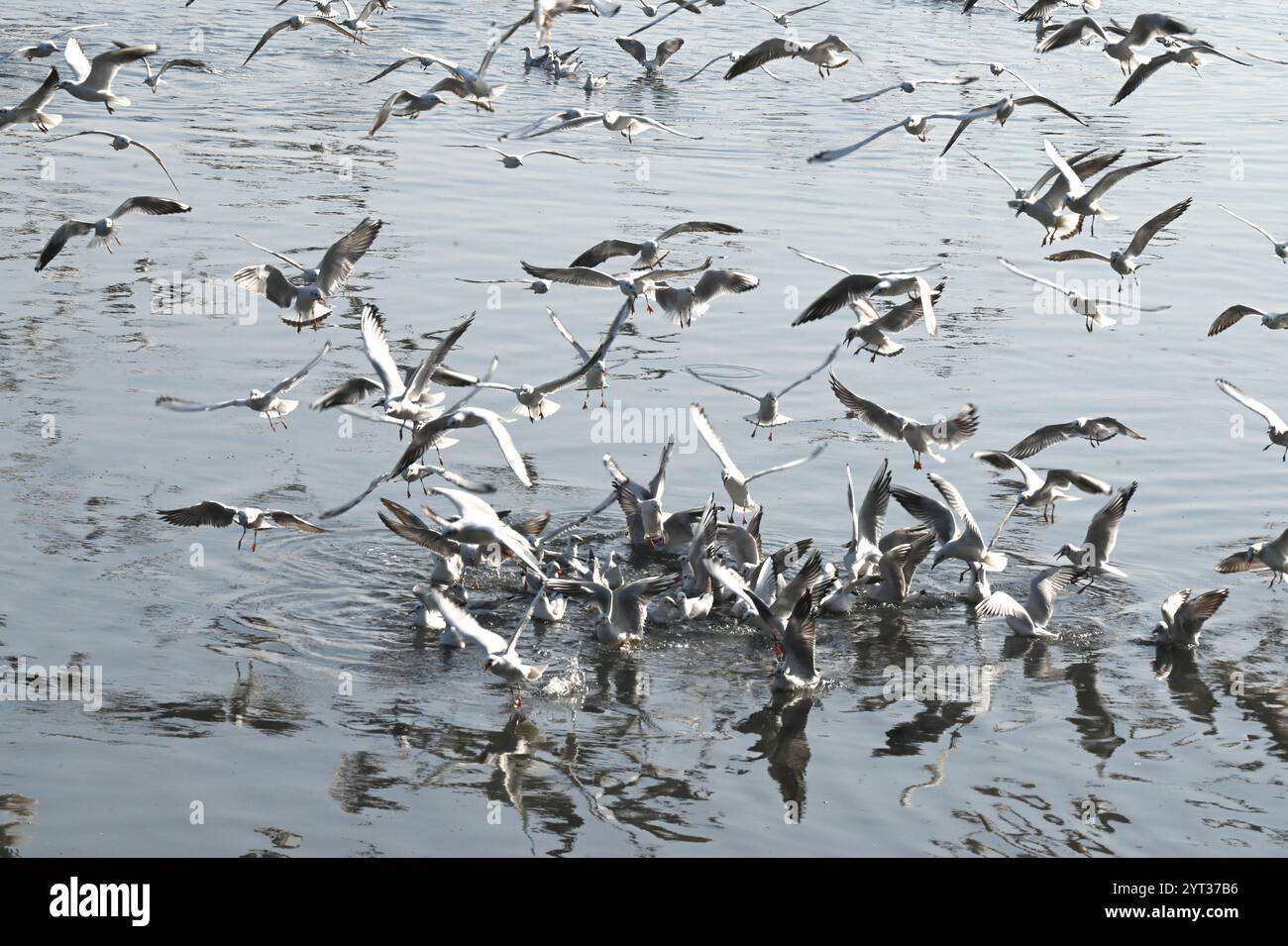 New Delhi, India. 04th Dec, 2024. NEW DELHI, INDIA - DECEMBER 5 ...