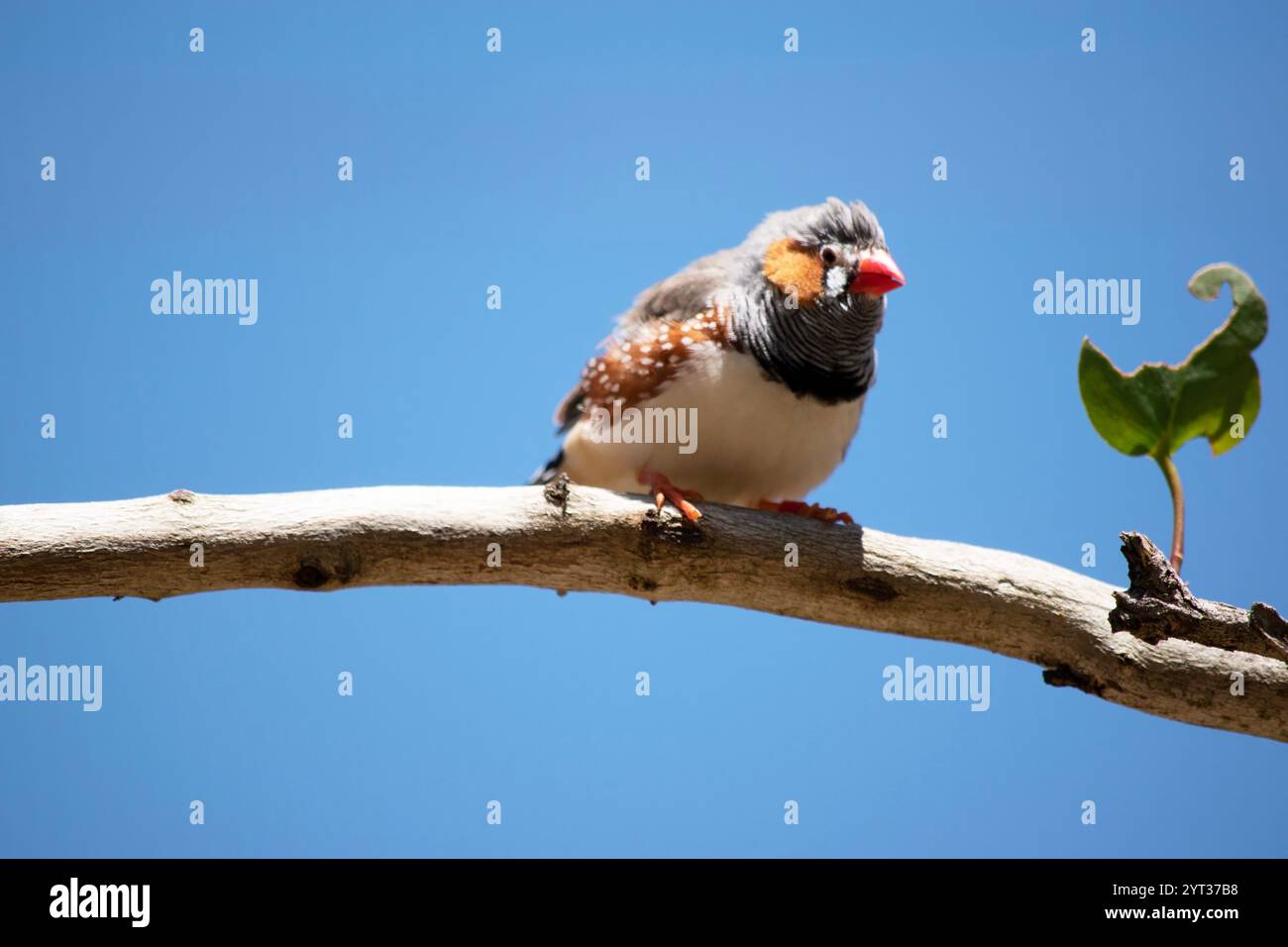 the male zebra finch has a grey body with a white under belly with a ...