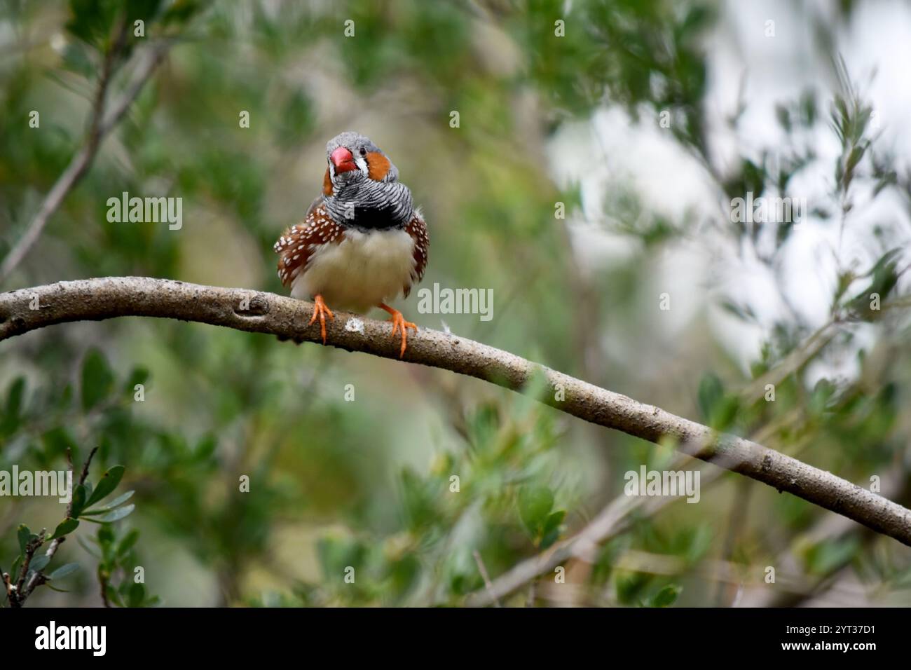 the male zebra finch has a grey body with a white under belly with a ...