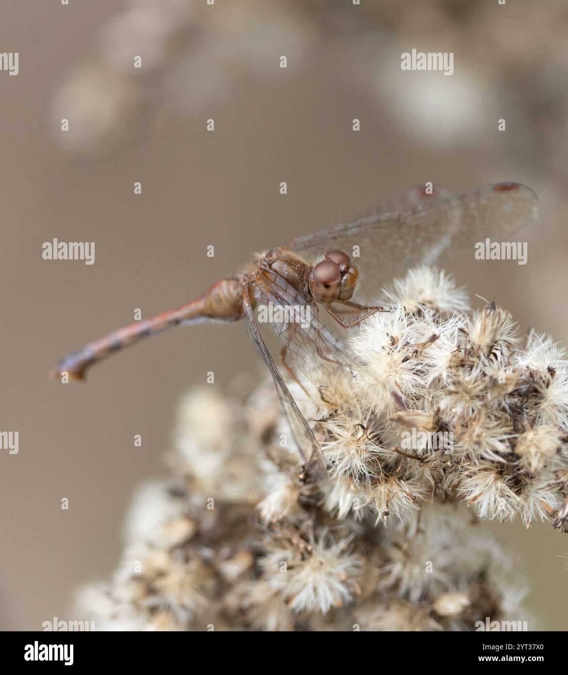 Female Autumn Meadowhawk skimmer dragonfly foraging on a plant Stock ...